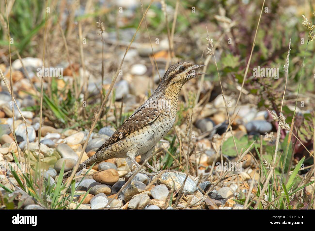 Birds baby protected rare garden hi-res stock photography and images ...
