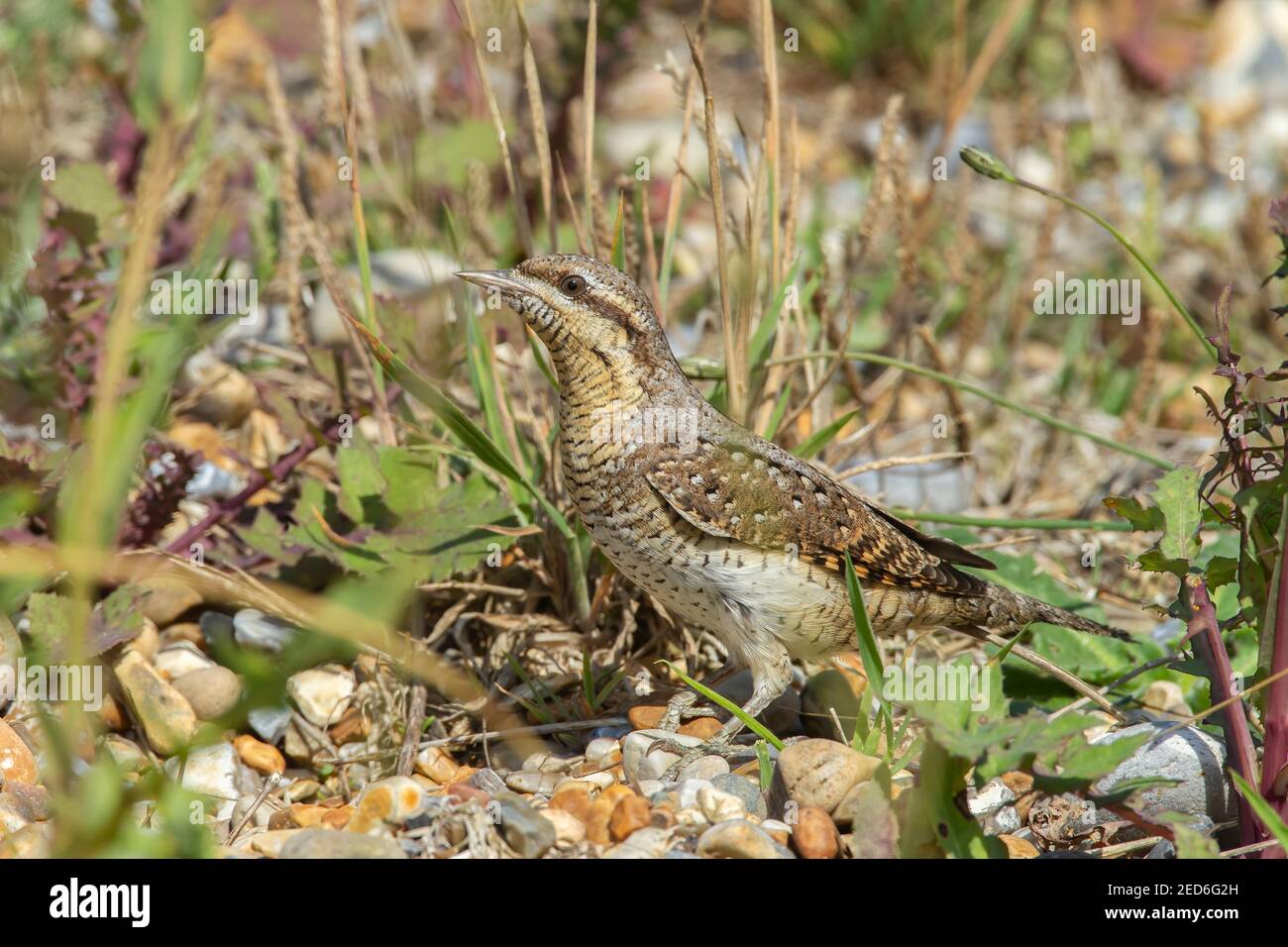 Birds baby protected rare garden hi-res stock photography and images ...
