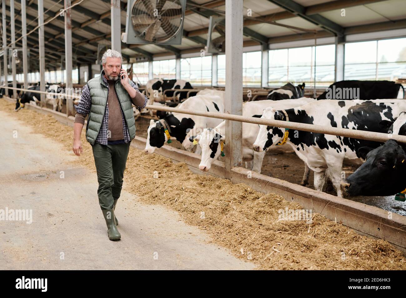 Contemporary serious mature male owner of animal farm consulting ...