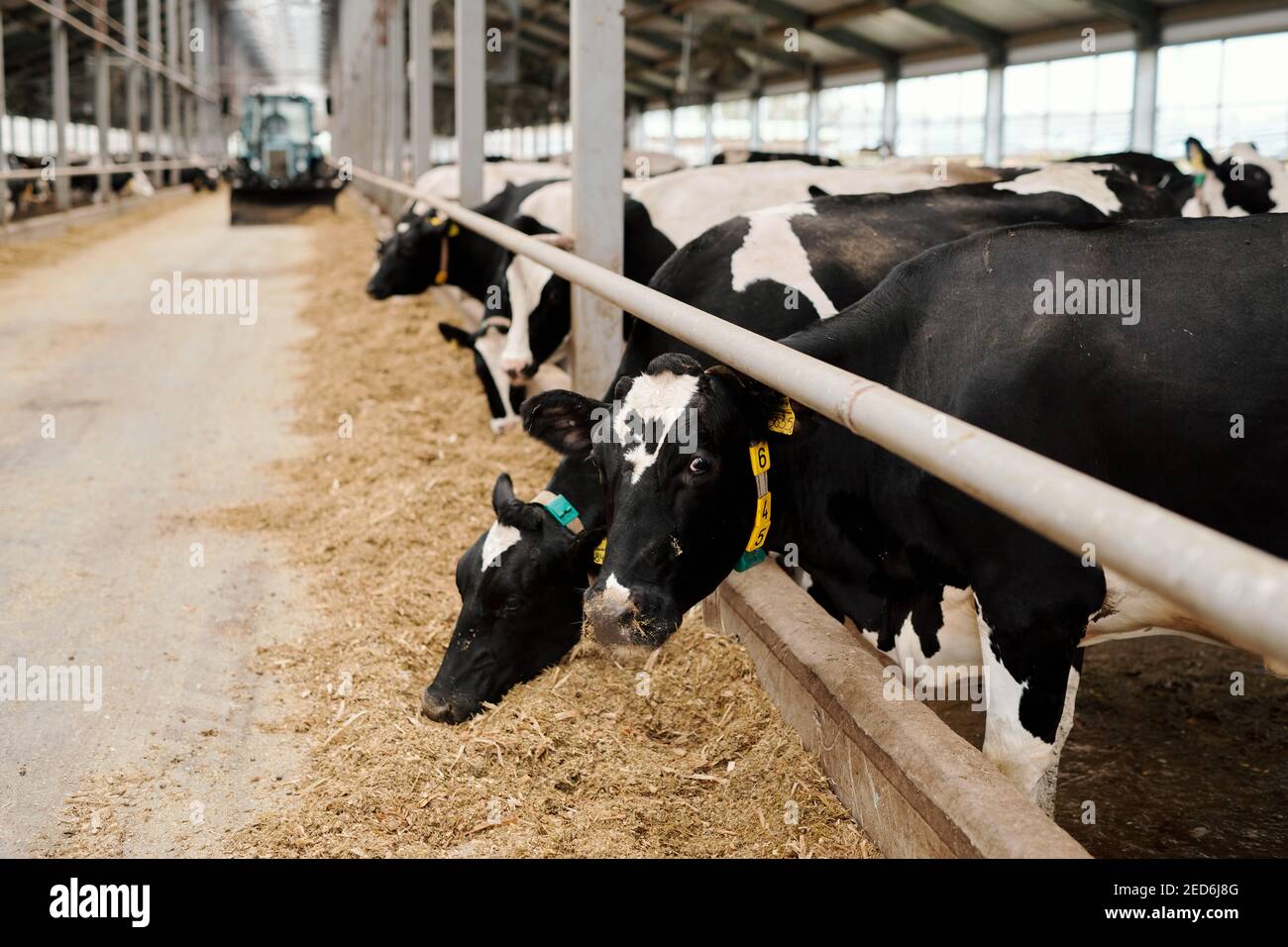 Row of black-and-white cows standing by edge of large paddock inside ...