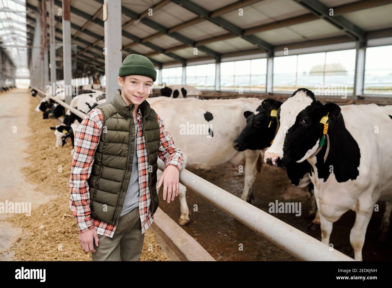 Boy in front of cows hi-res stock photography and images - Alamy