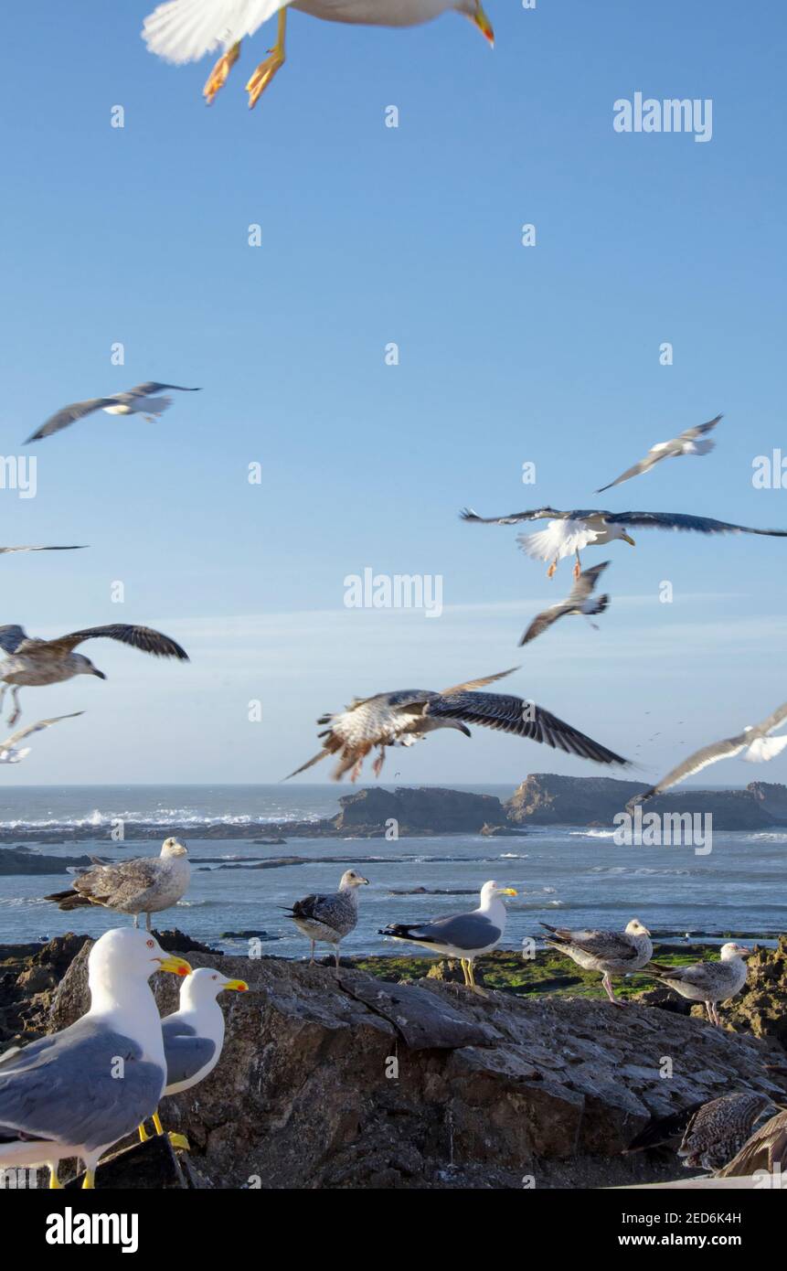 Flying over colony hi-res stock photography and images - Alamy