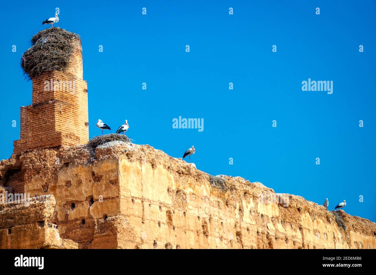 Birds of morocco hi-res stock photography and images - Alamy