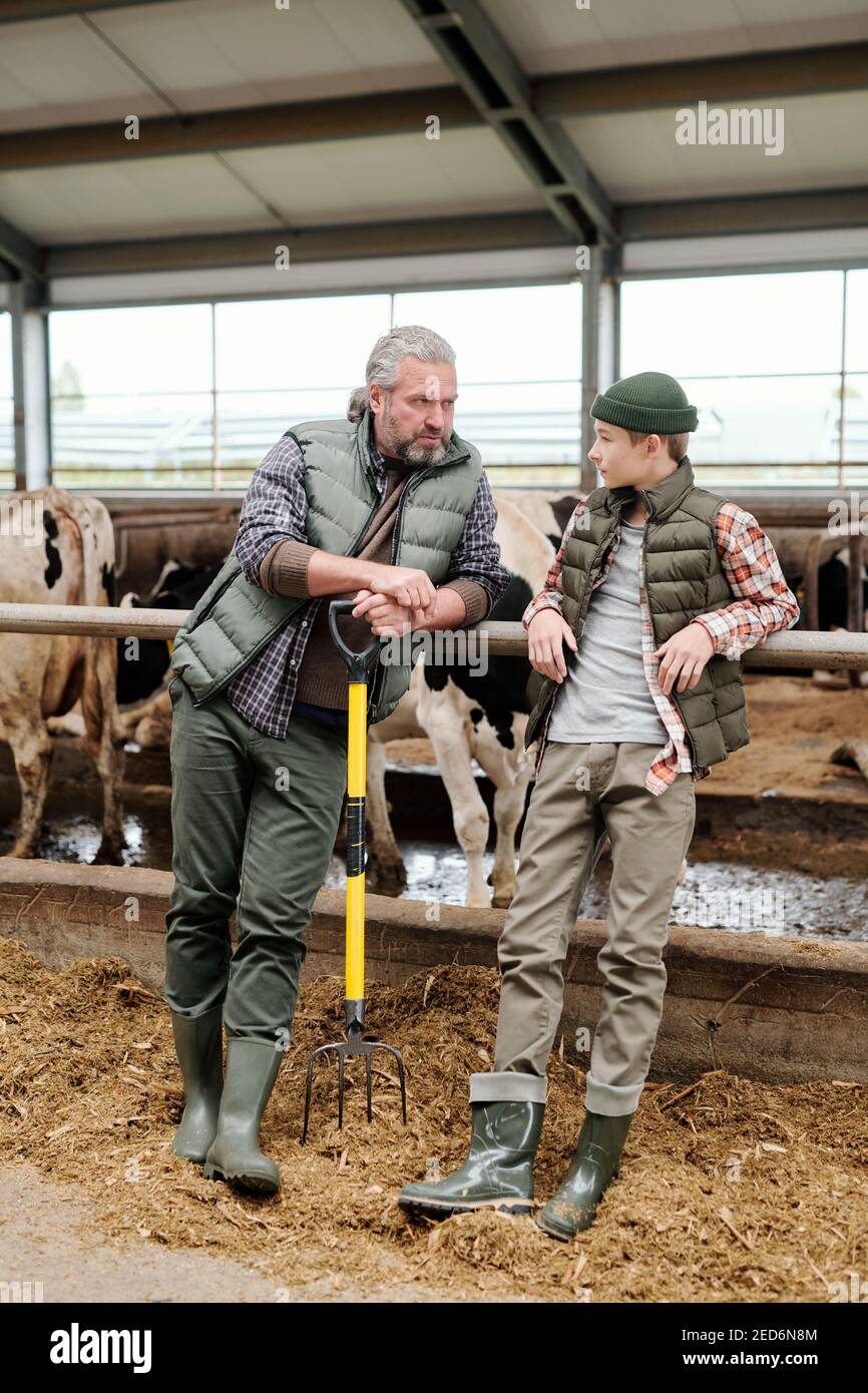 Mature male owner of animal farm talking to teenage boy by paddock with ...