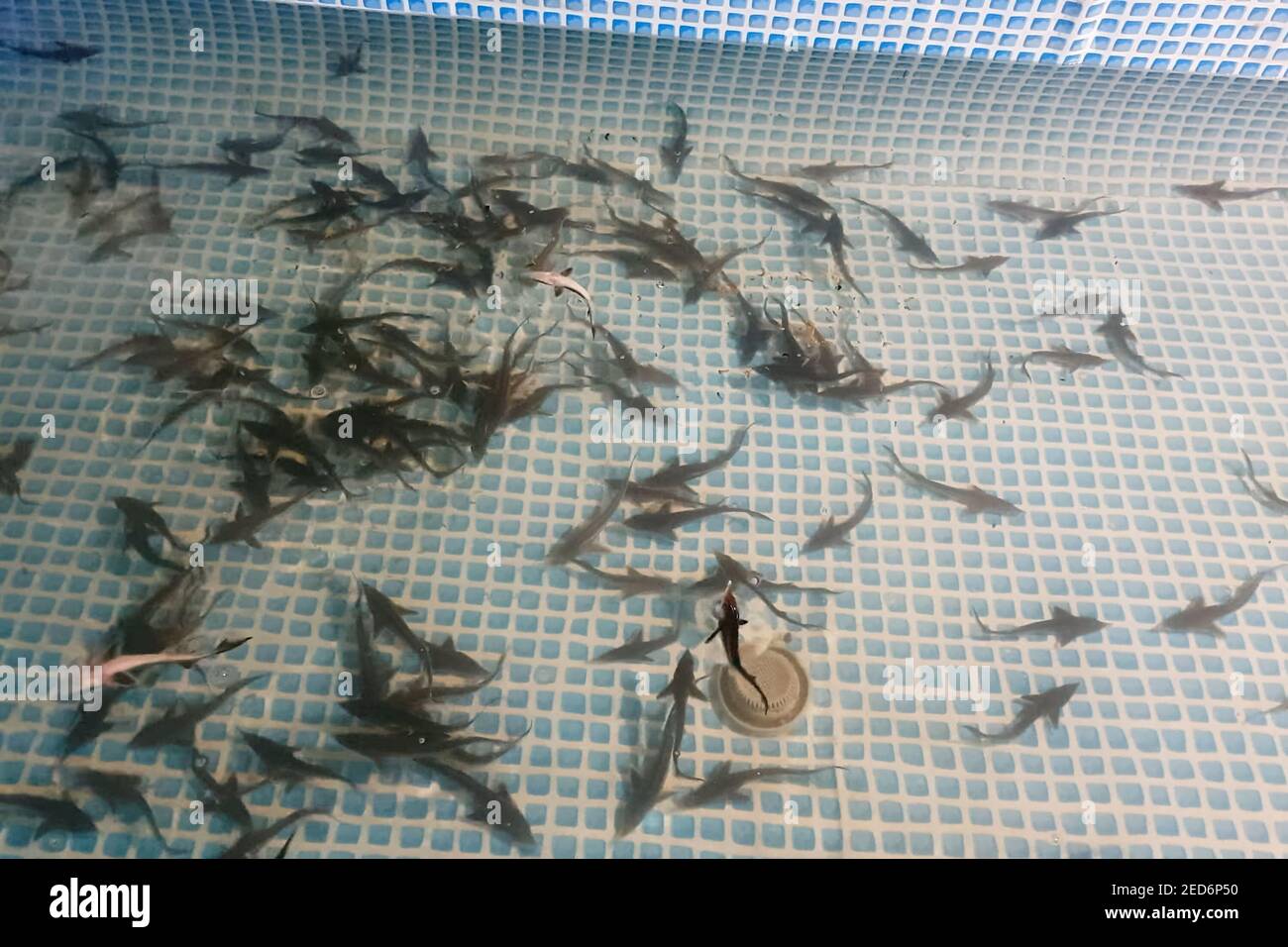 Sturgeon pool hi-res stock photography and images - Alamy