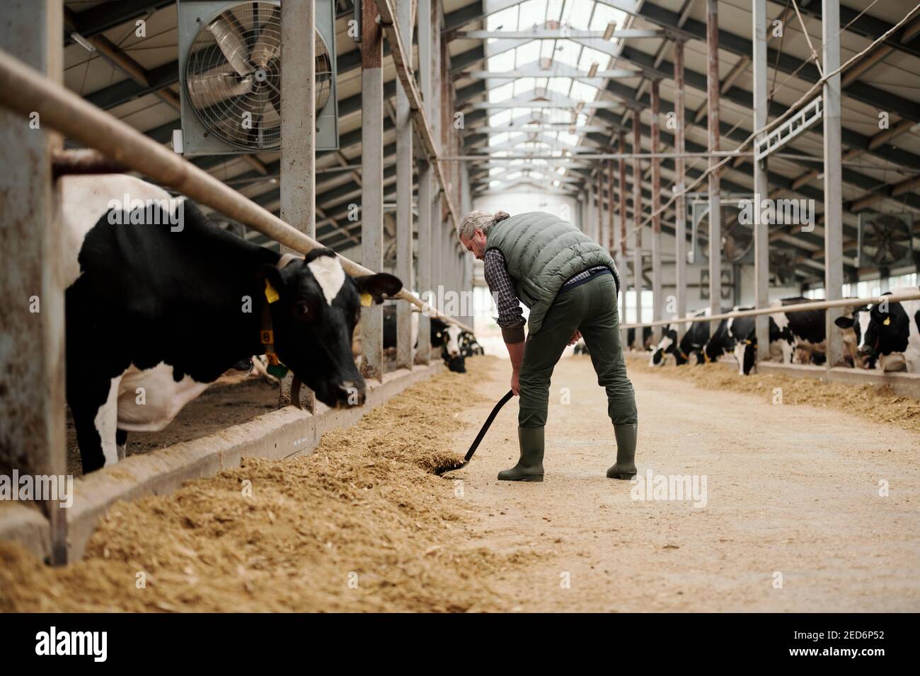 Mature grey-haired male owner of animal farm putting livestock feed for ...
