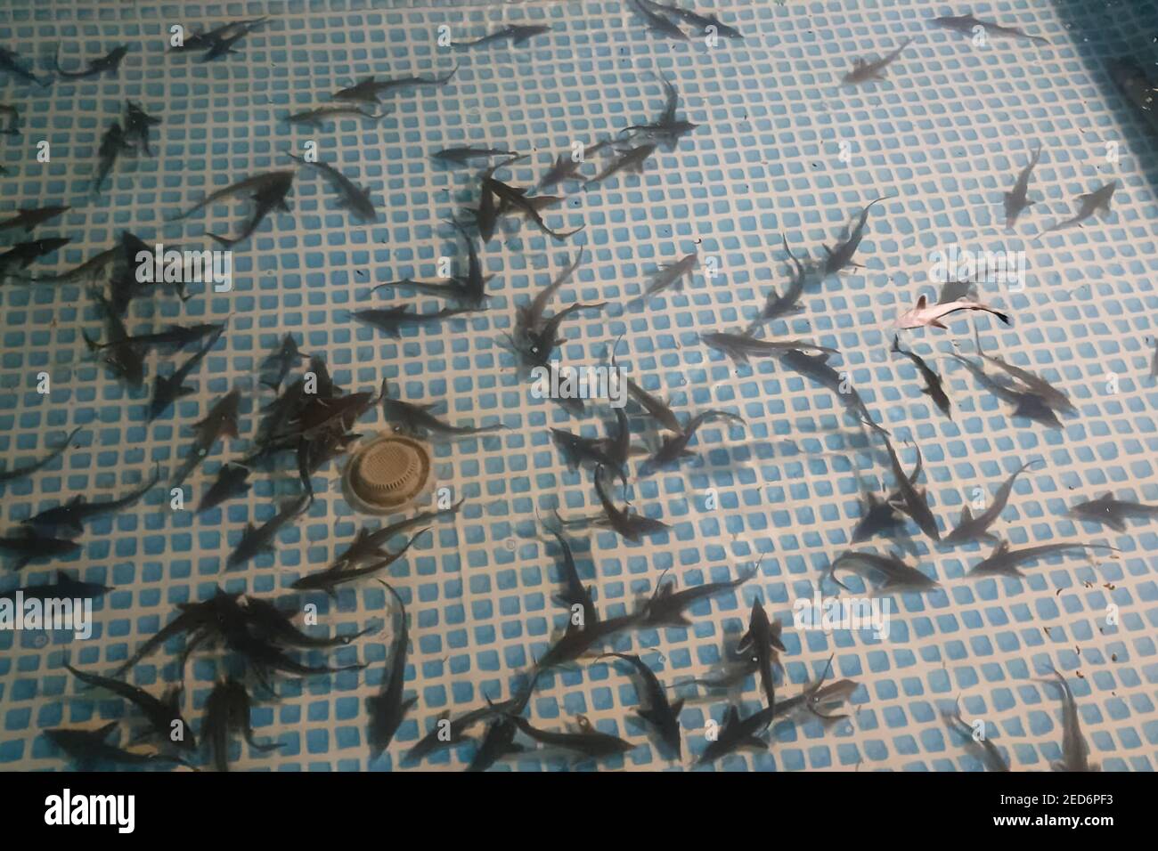 Sturgeon pool hi-res stock photography and images - Alamy