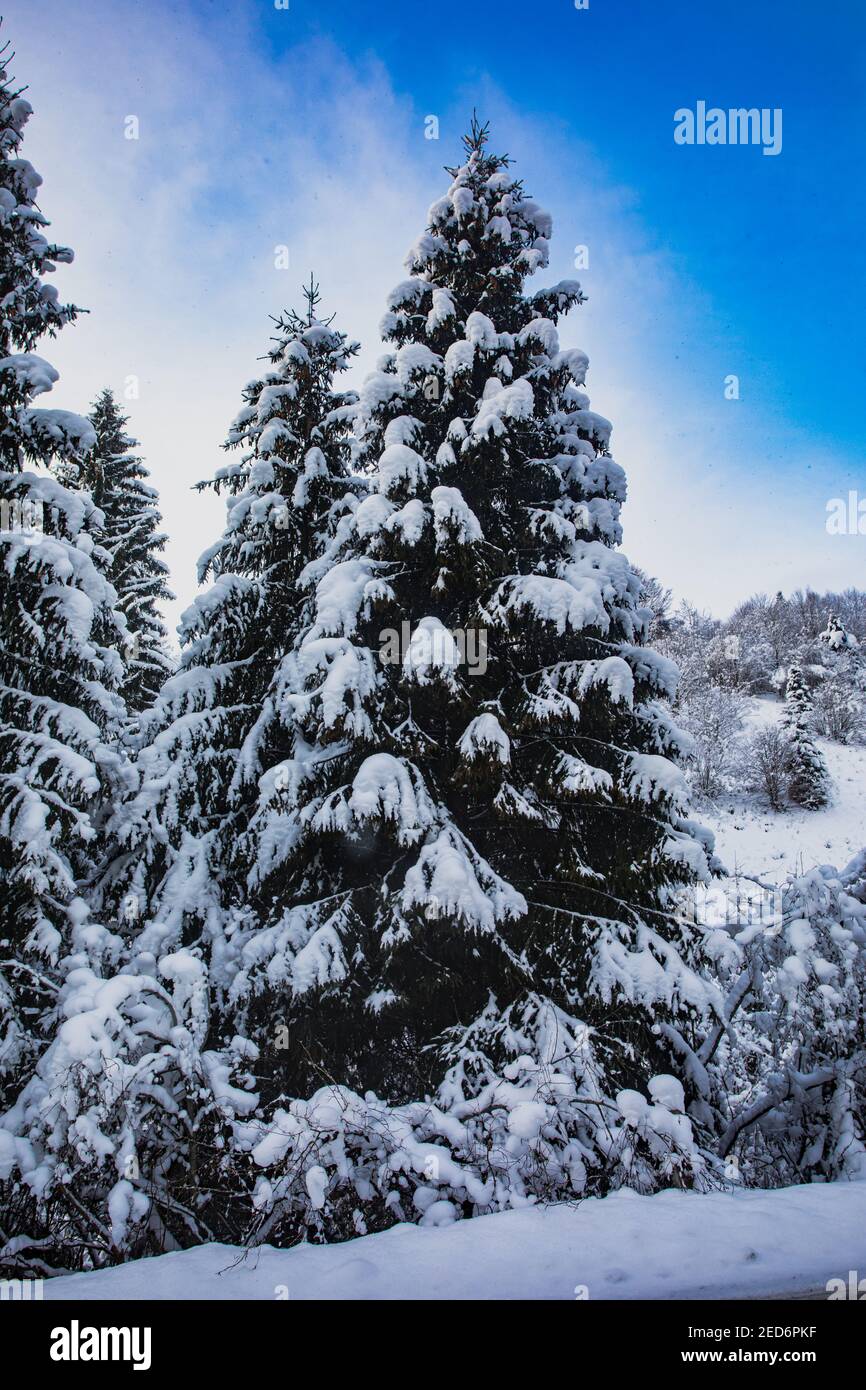 Snow covered pine trees at the mountains Stock Photo - Alamy