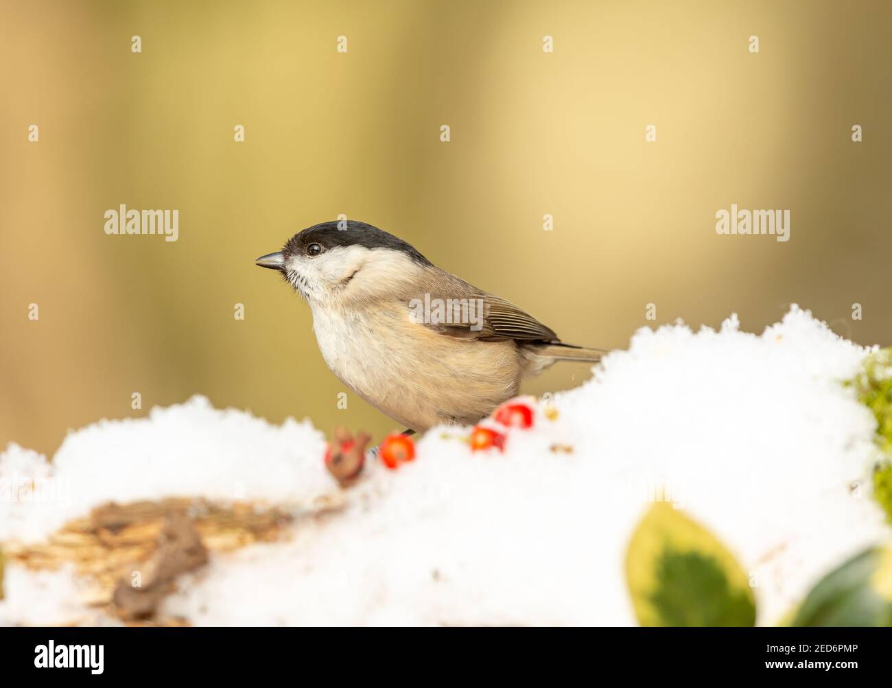 Willow Tit in natural woodland habitat in Winter with snow and red ...