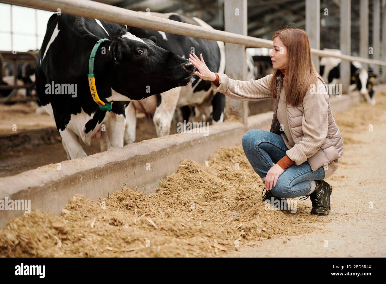 Young female worker of large animal farm sitting on squats by paddock ...