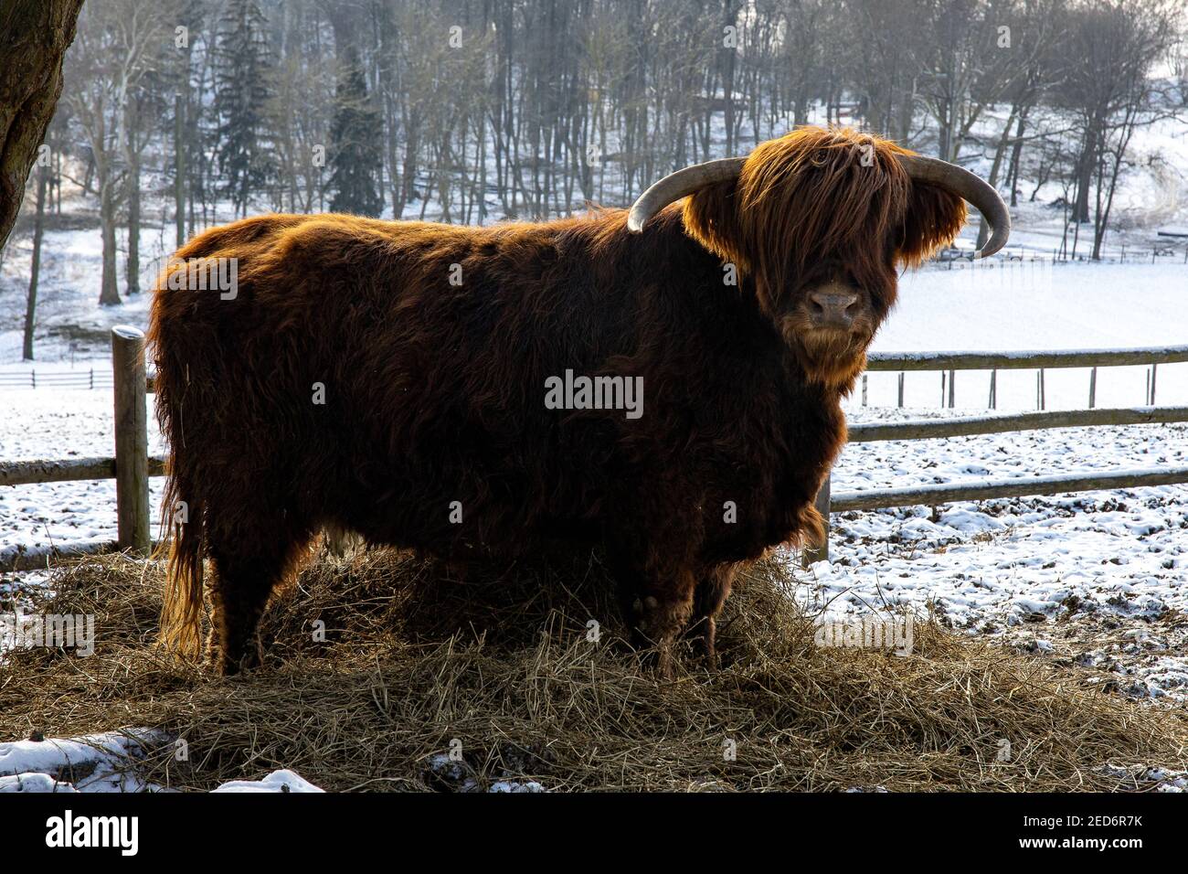 Bull highland cow winter hi-res stock photography and images - Alamy