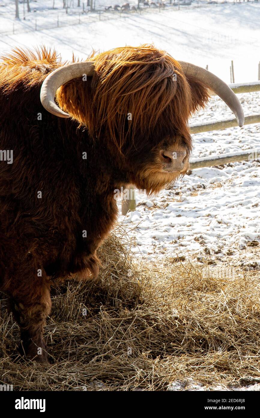 Bull highland cow winter hi-res stock photography and images - Alamy