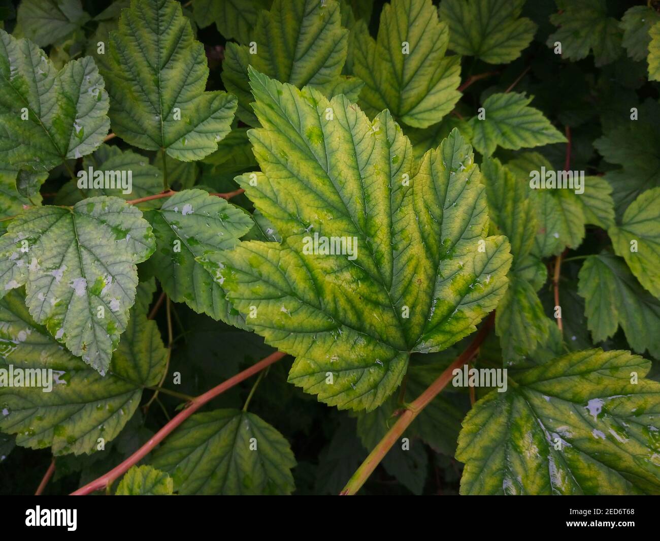 Vegetative background of leaves and plants. Lush, natural foliage ...