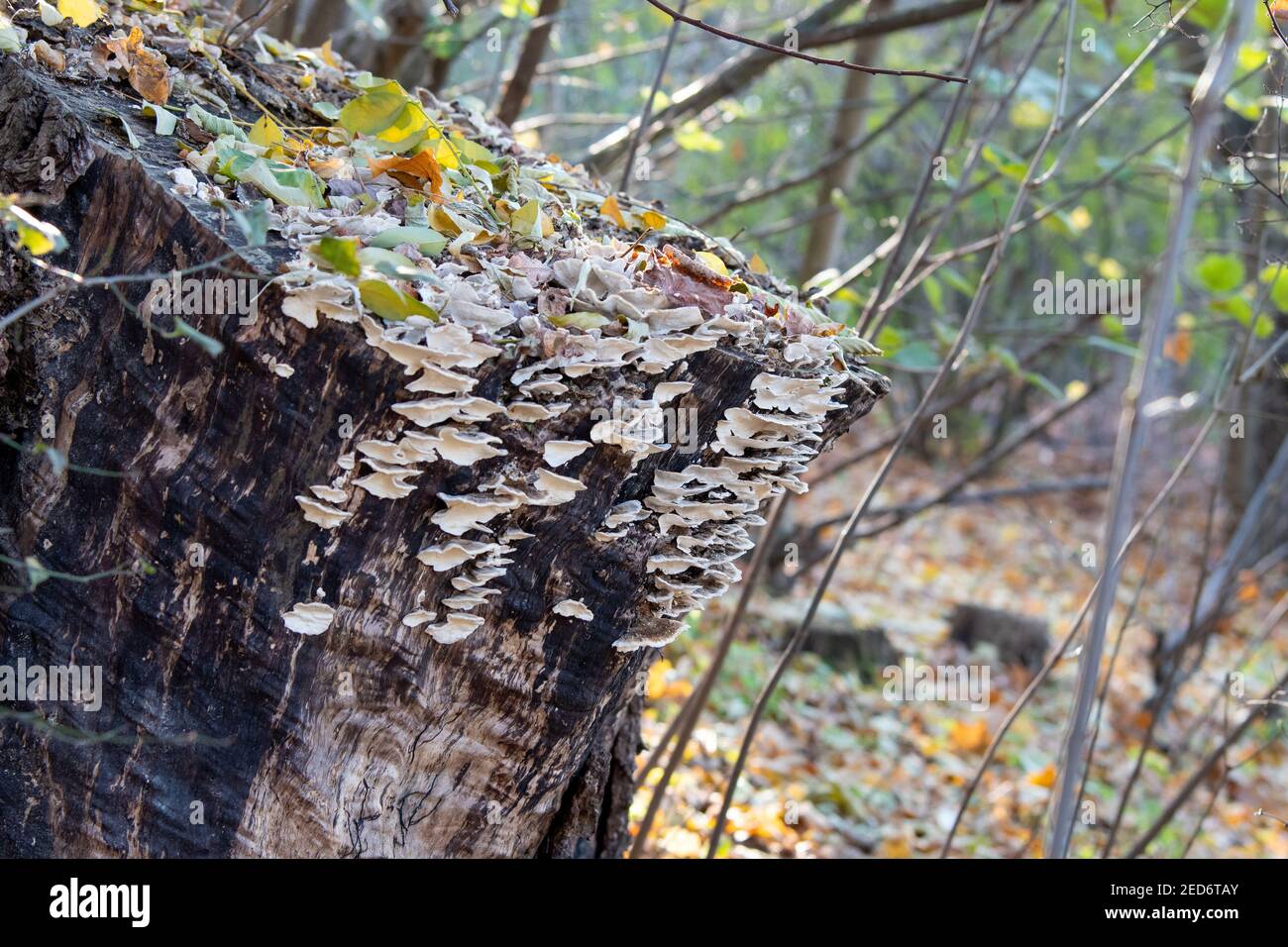 Tree trunk mushroom hi-res stock photography and images - Alamy