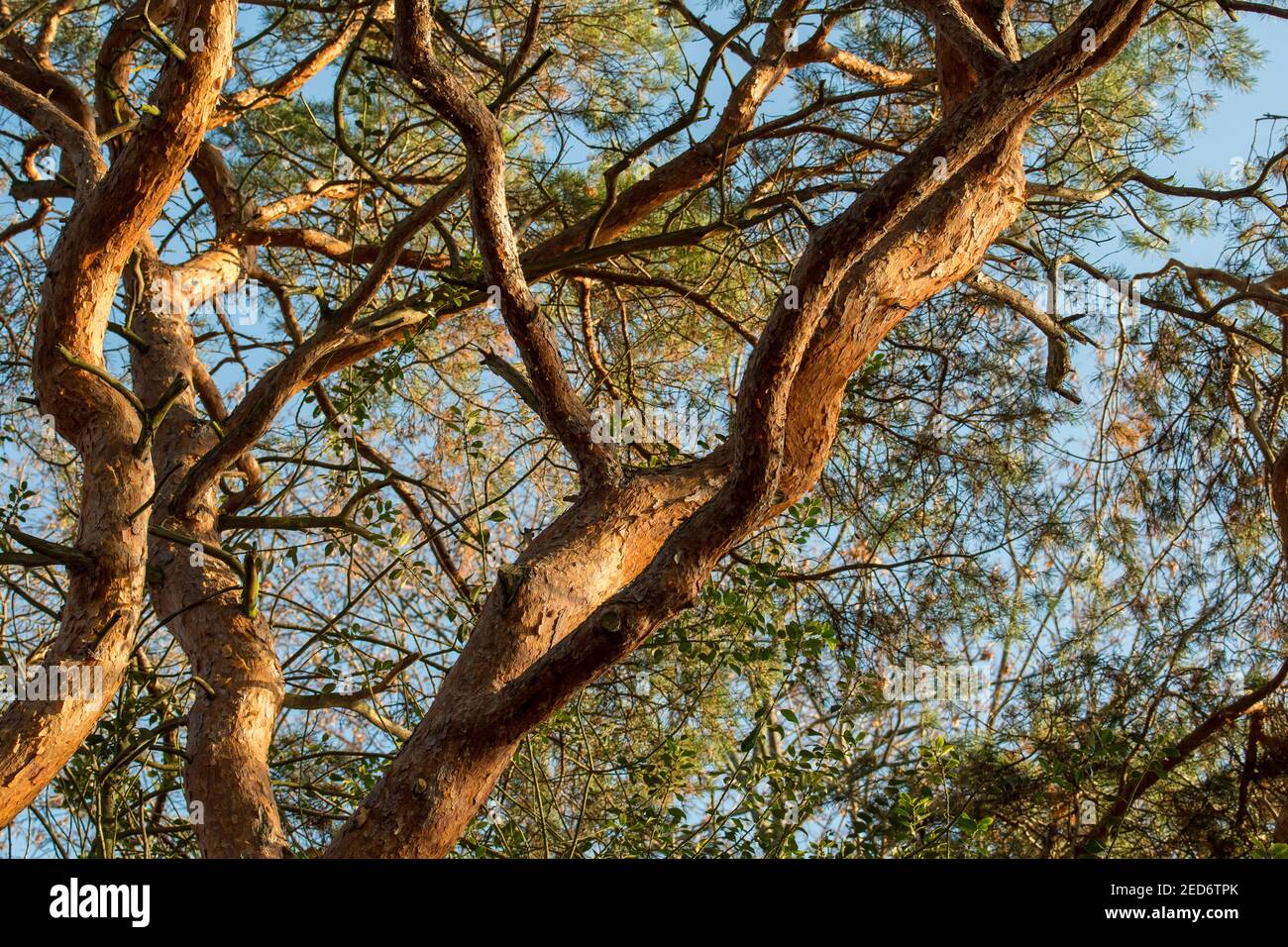 Structured park hi-res stock photography and images - Alamy