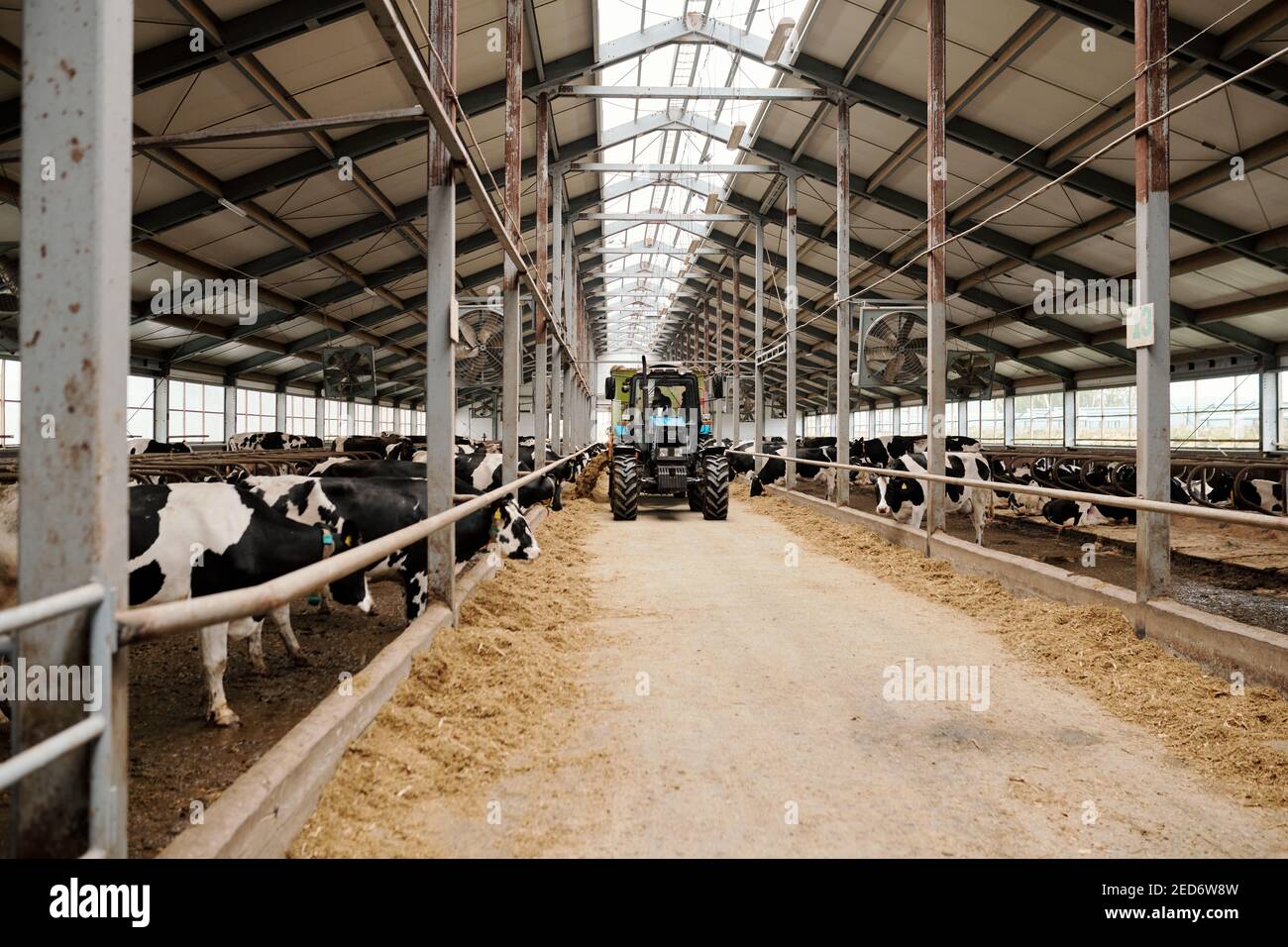 Two large paddocks with purebred milk cows eating livestock feed inside ...