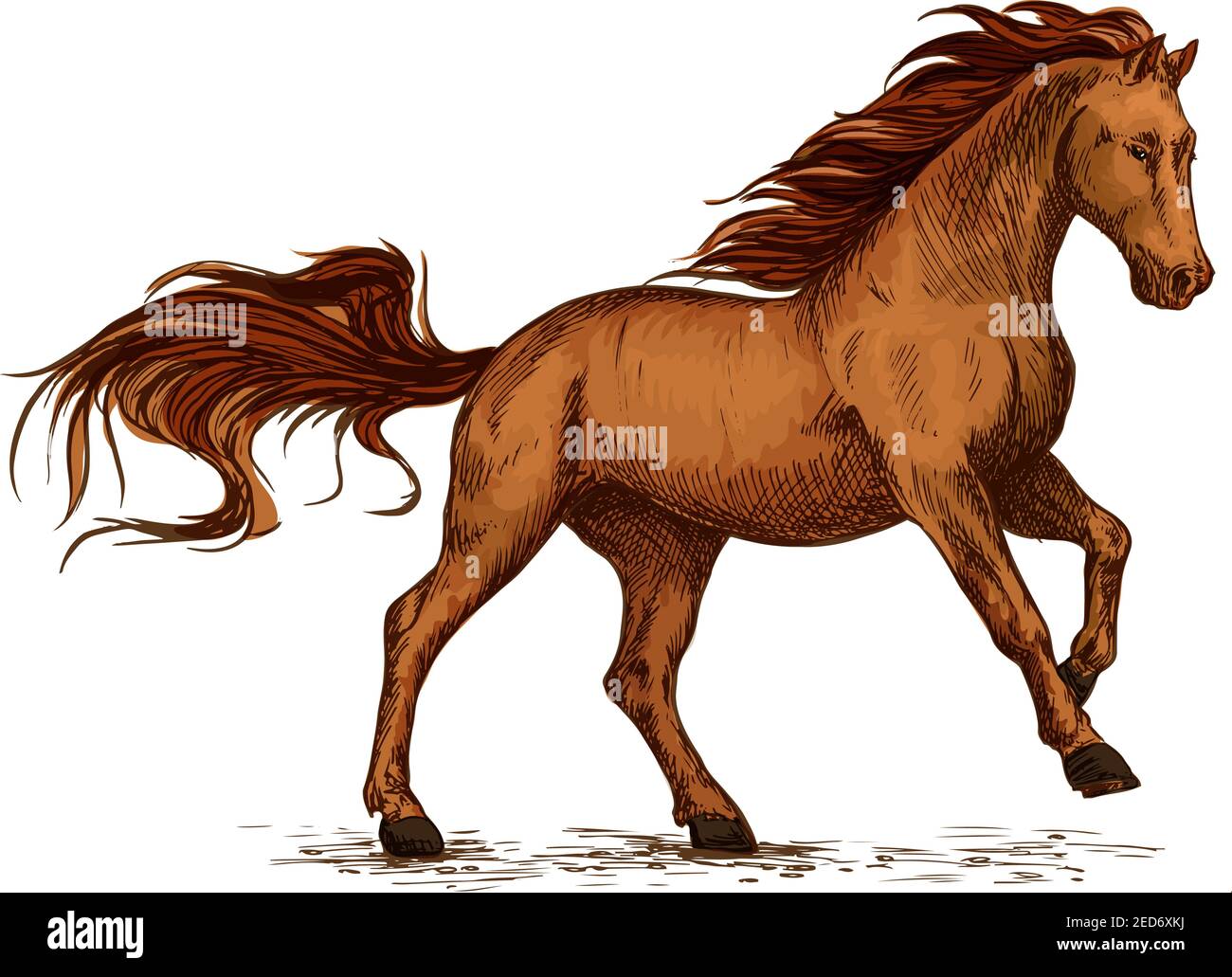 Mustang Horse Drawing With Color