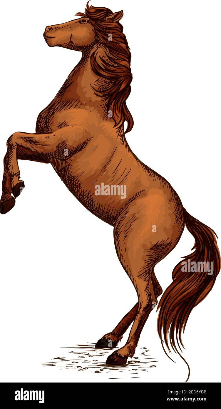Brown arabian mustang stallion rearing on hooves. Horserace sport ...