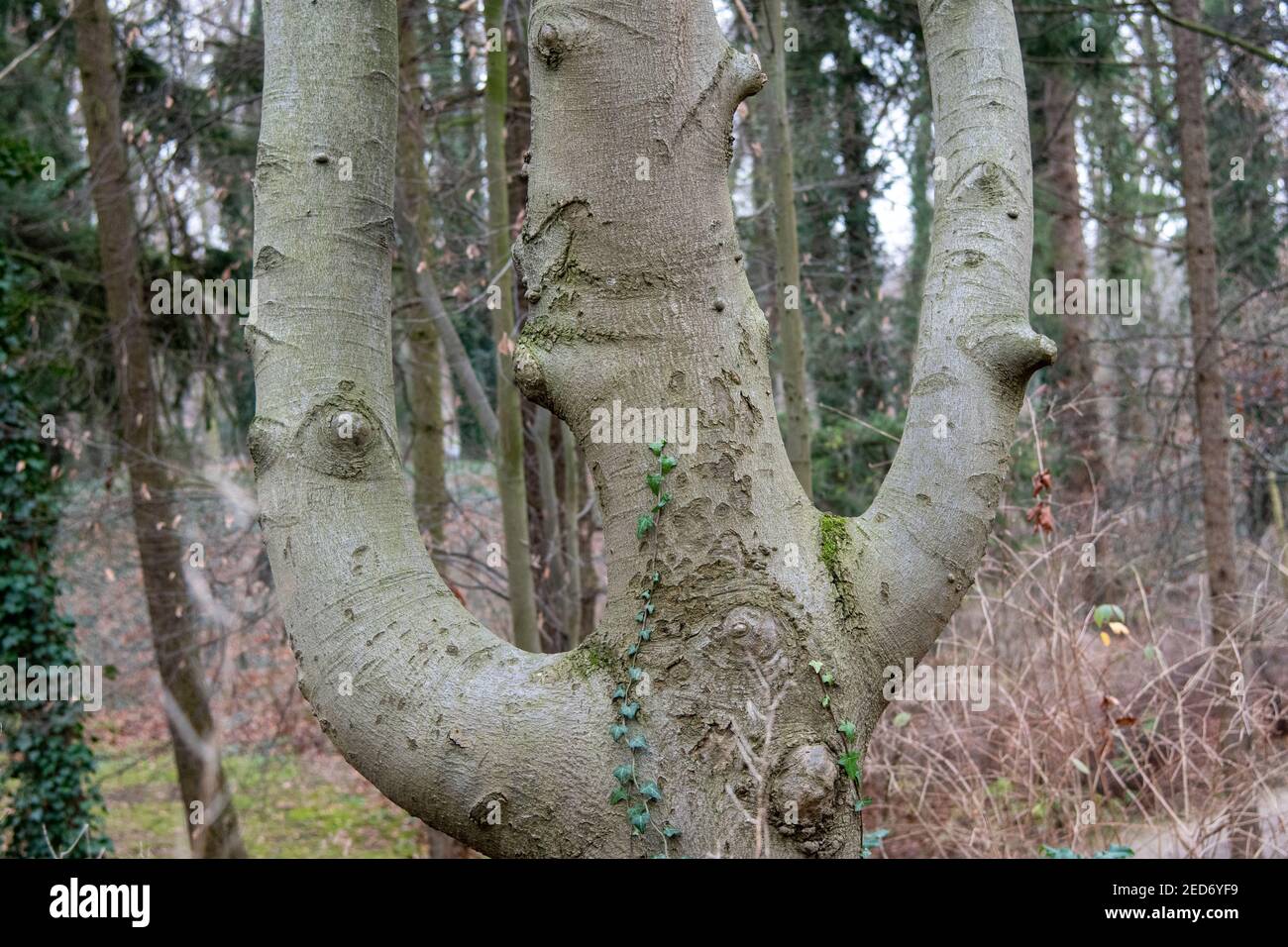 tree with triple tree trunk Stock Photo - Alamy