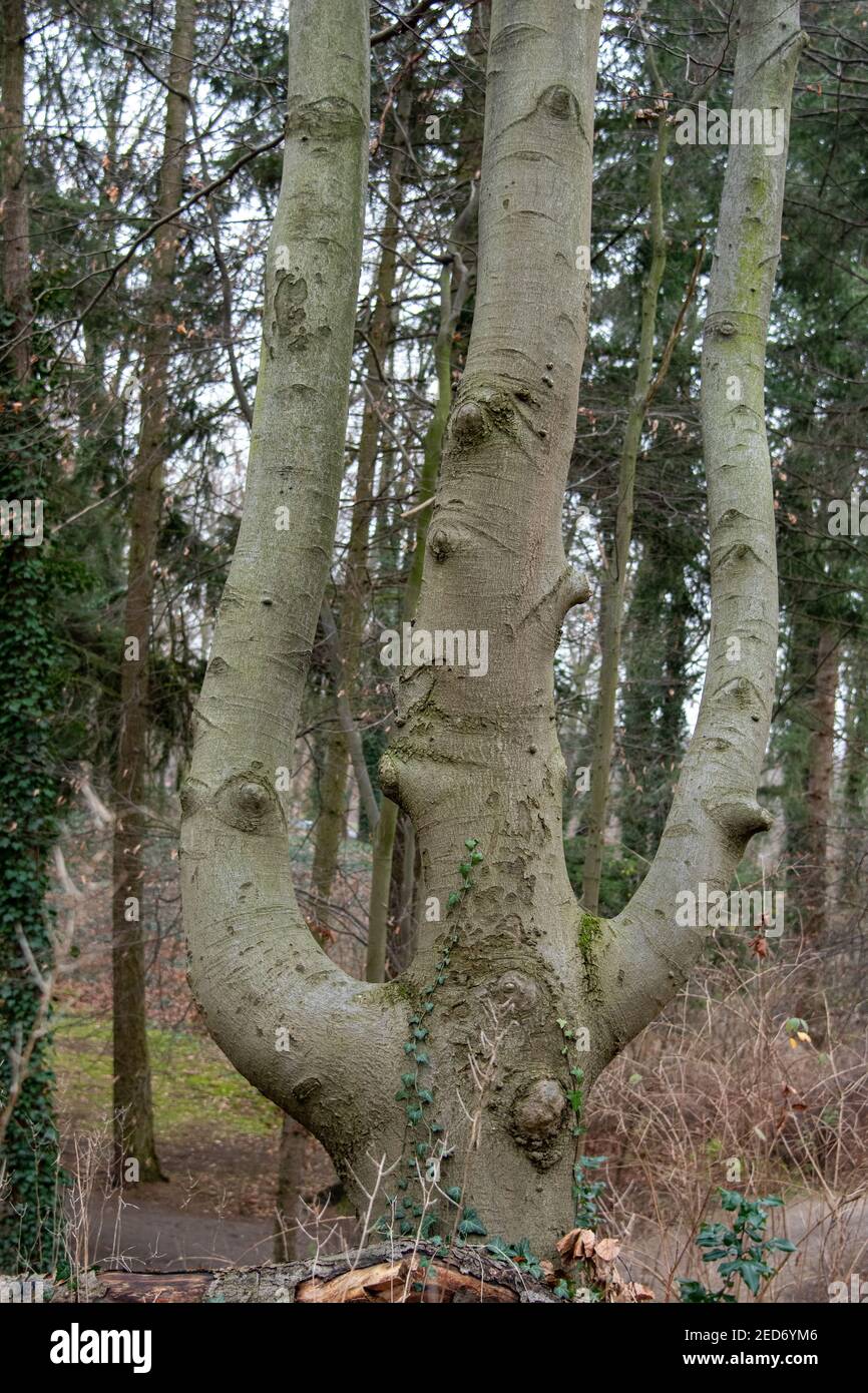 tree with triple tree trunk Stock Photo - Alamy