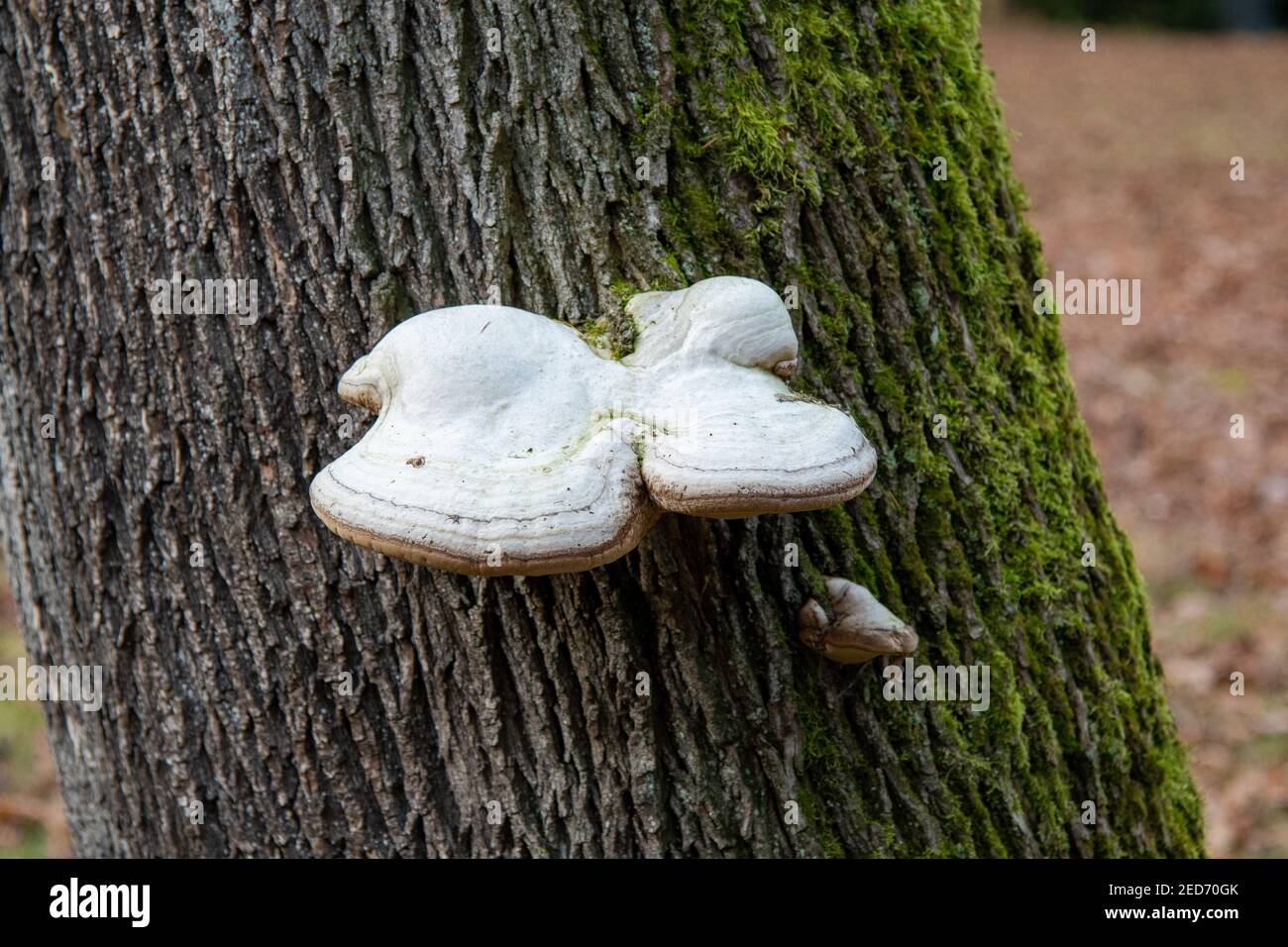Tree trunk mushroom hi-res stock photography and images - Alamy