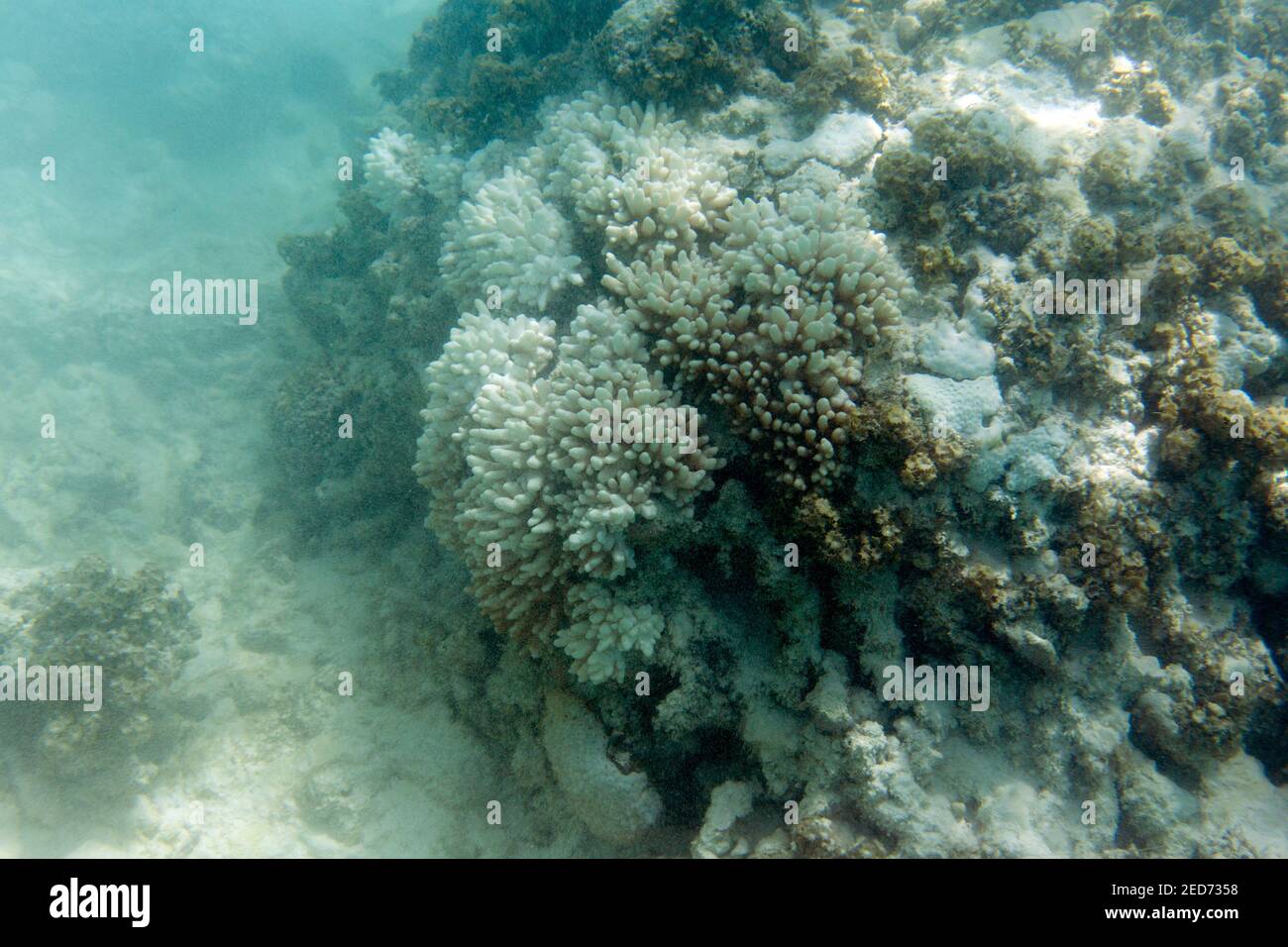 A picture of coral reef damaged by coral bleaching Stock Photo - Alamy