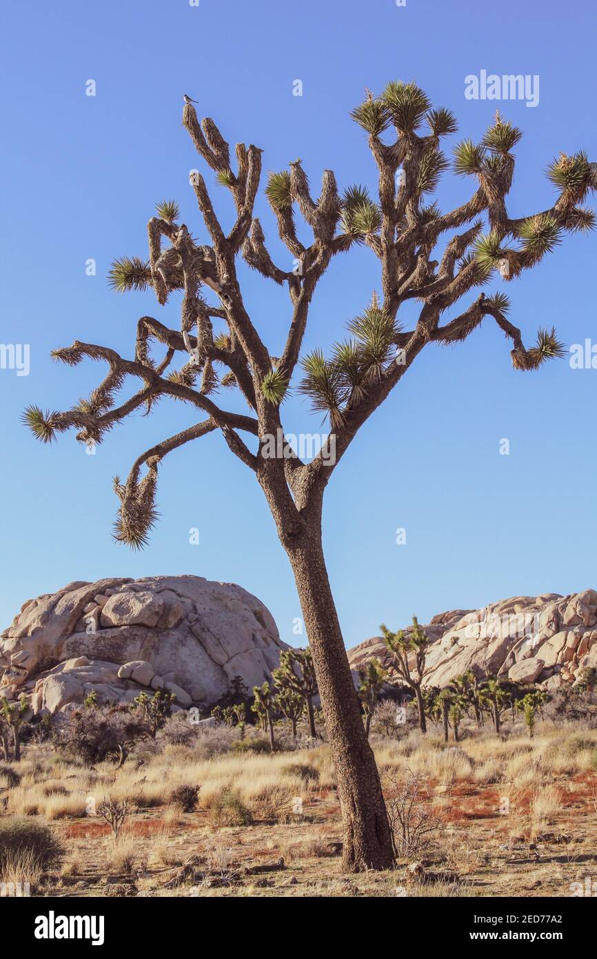 Boho animals hi-res stock photography and images - Alamy