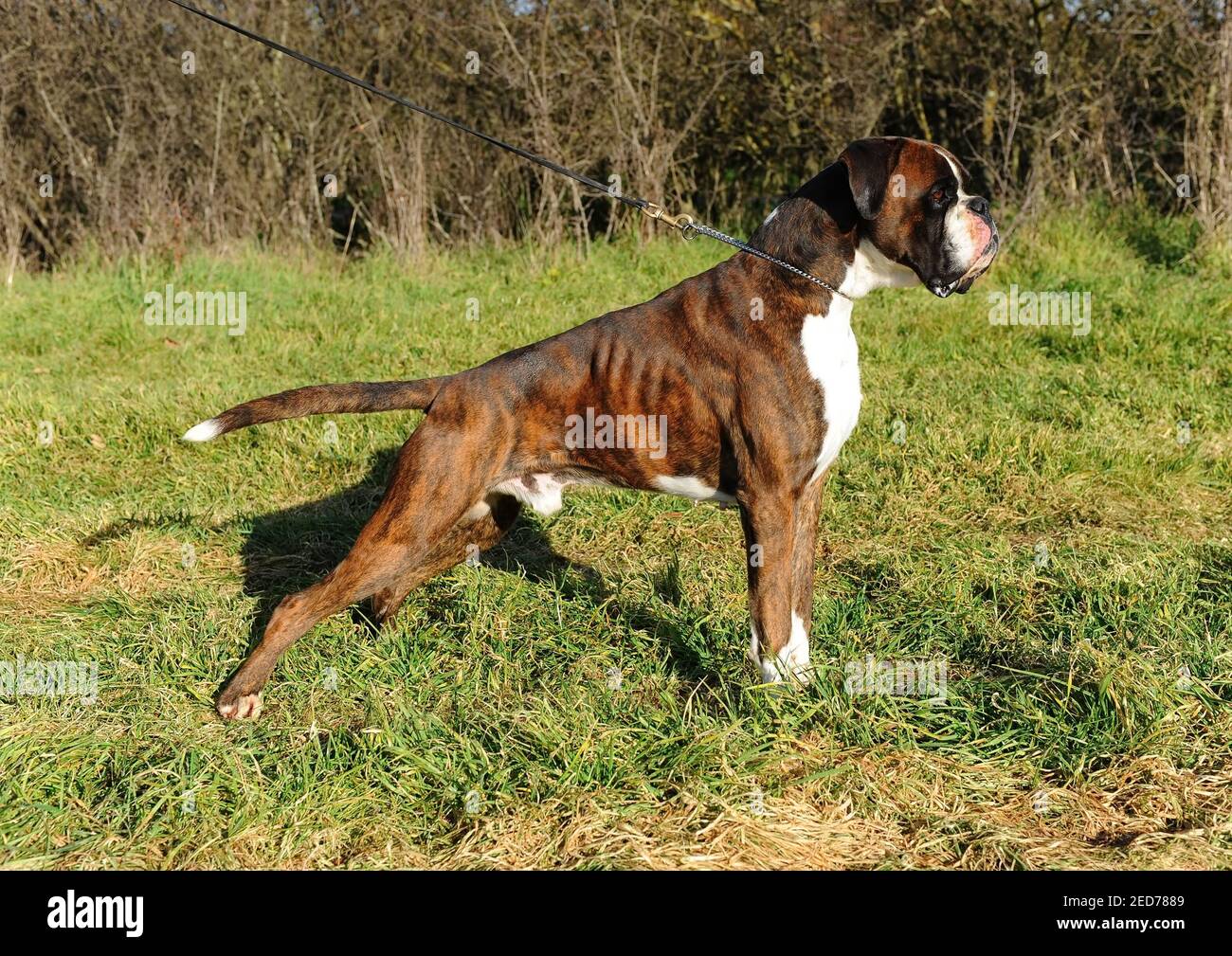 Tractable hi-res stock photography and images - Alamy
