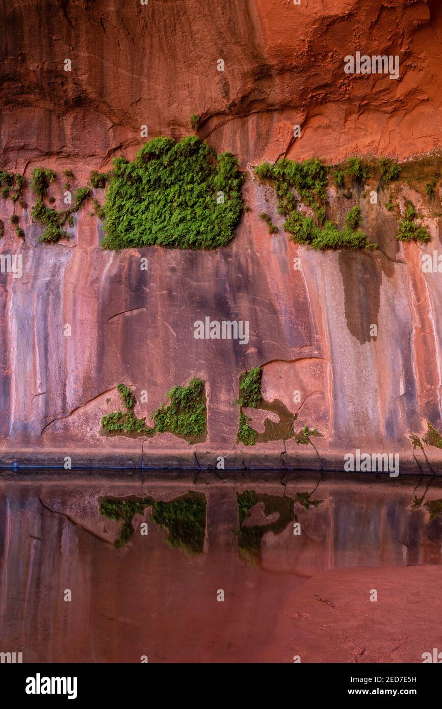 Photograph of the Golden Cathedral, a geological feature in the Grand ...