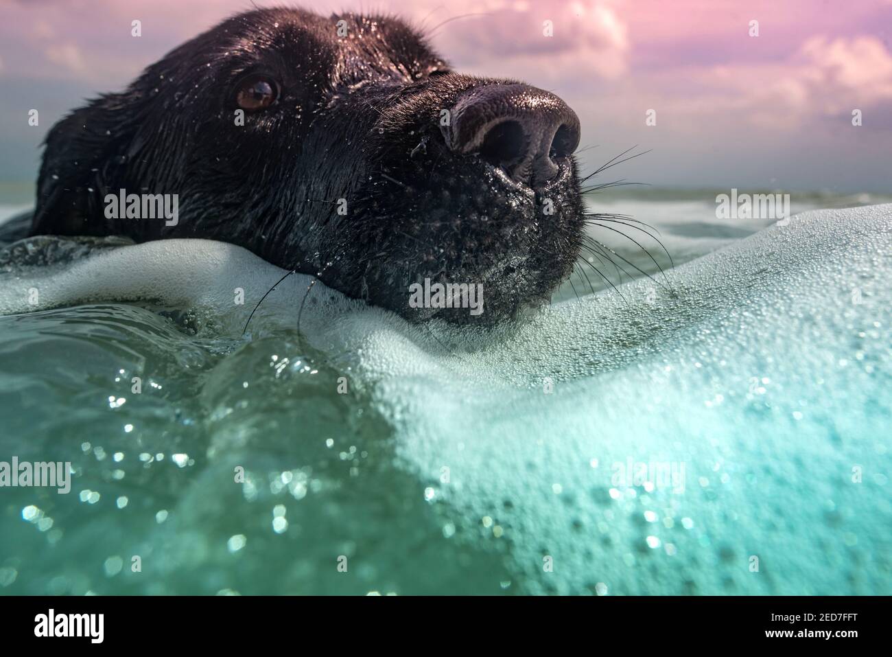 water dog swimming in the sunset Stock Photo - Alamy