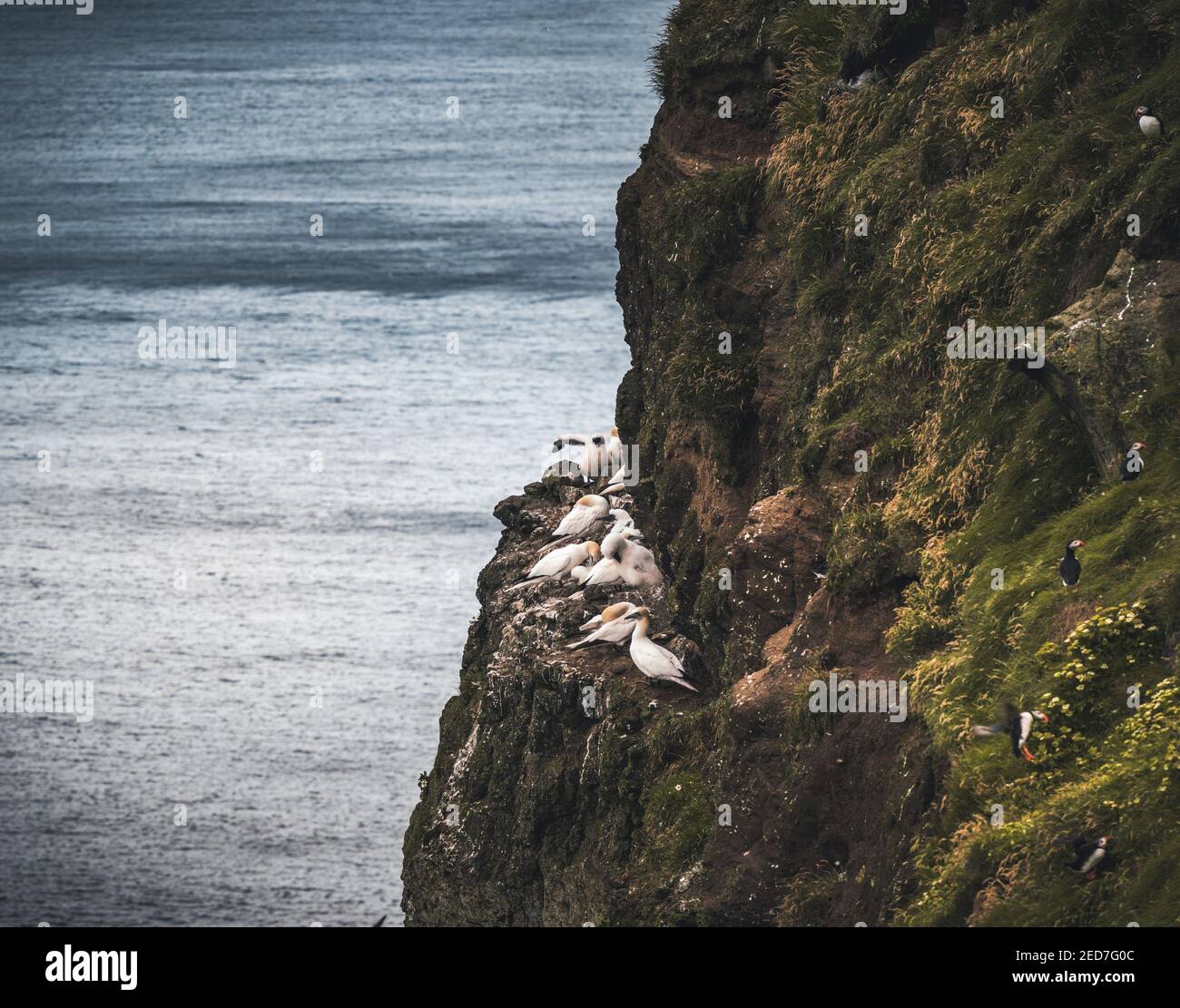 Morus basanus hi-res stock photography and images - Alamy