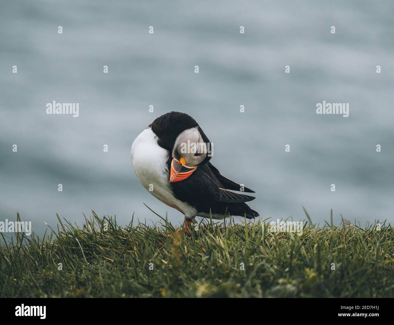 Atlantic Puffins bird or common Puffin in ocean blue background ...
