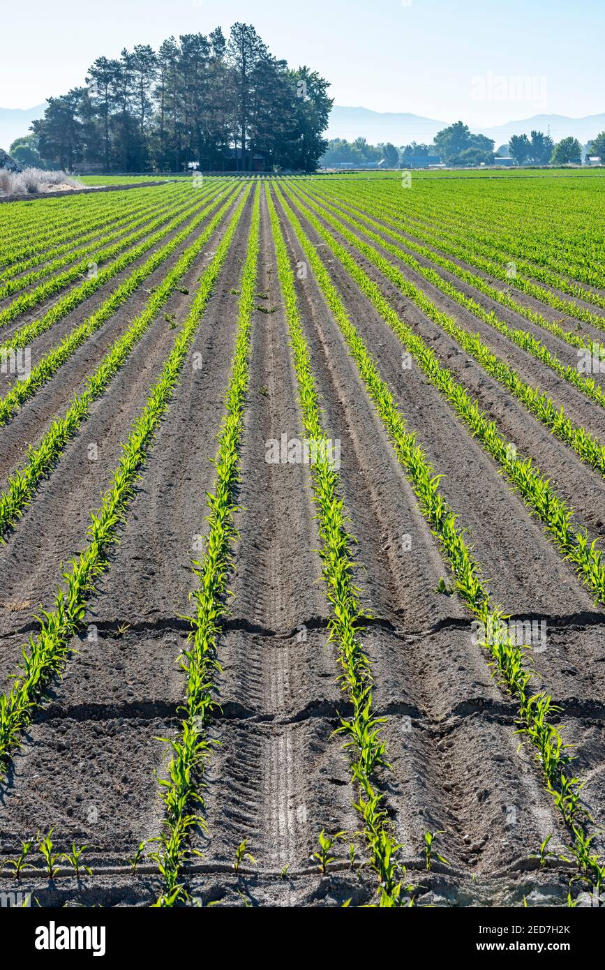 Farmers field with young plants growing food Stock Photo - Alamy