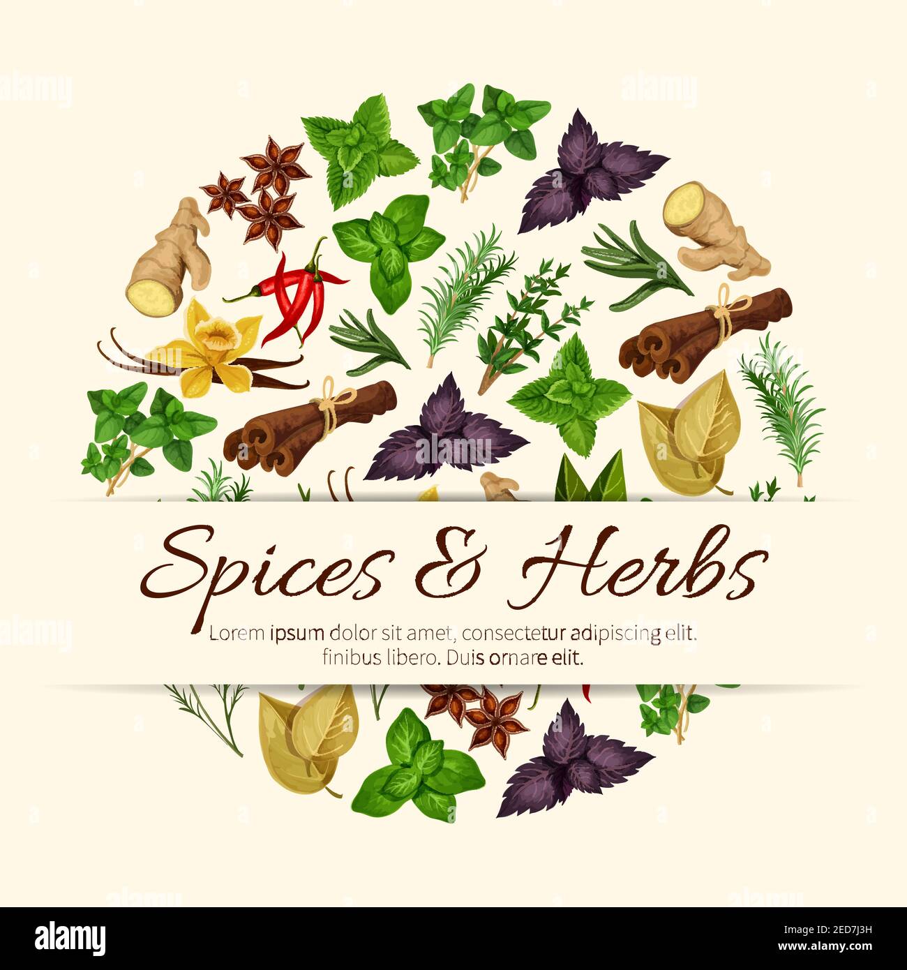 Herb seasoning cooking food mint Stock Vector Images - Alamy