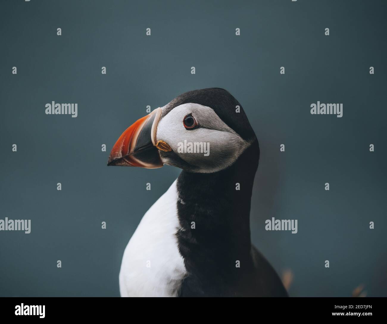 Atlantic Puffins bird or common Puffin in ocean blue background ...