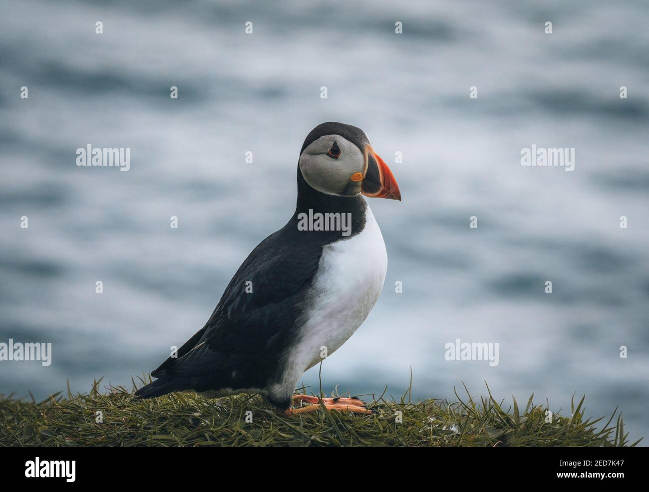 Atlantic Puffins bird or common Puffin in ocean blue background ...
