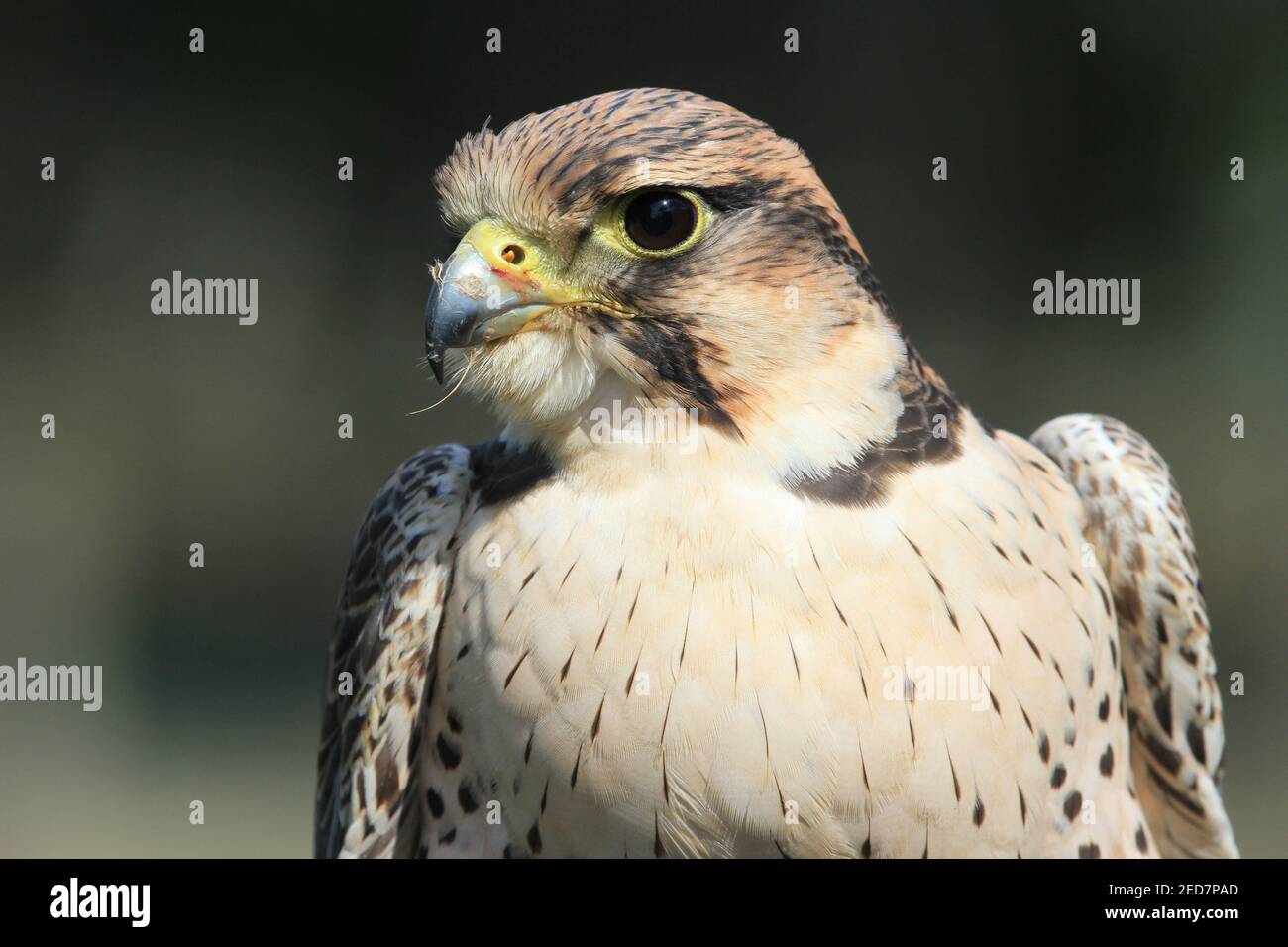 Lanner falcon in the UK Stock Photo - Alamy