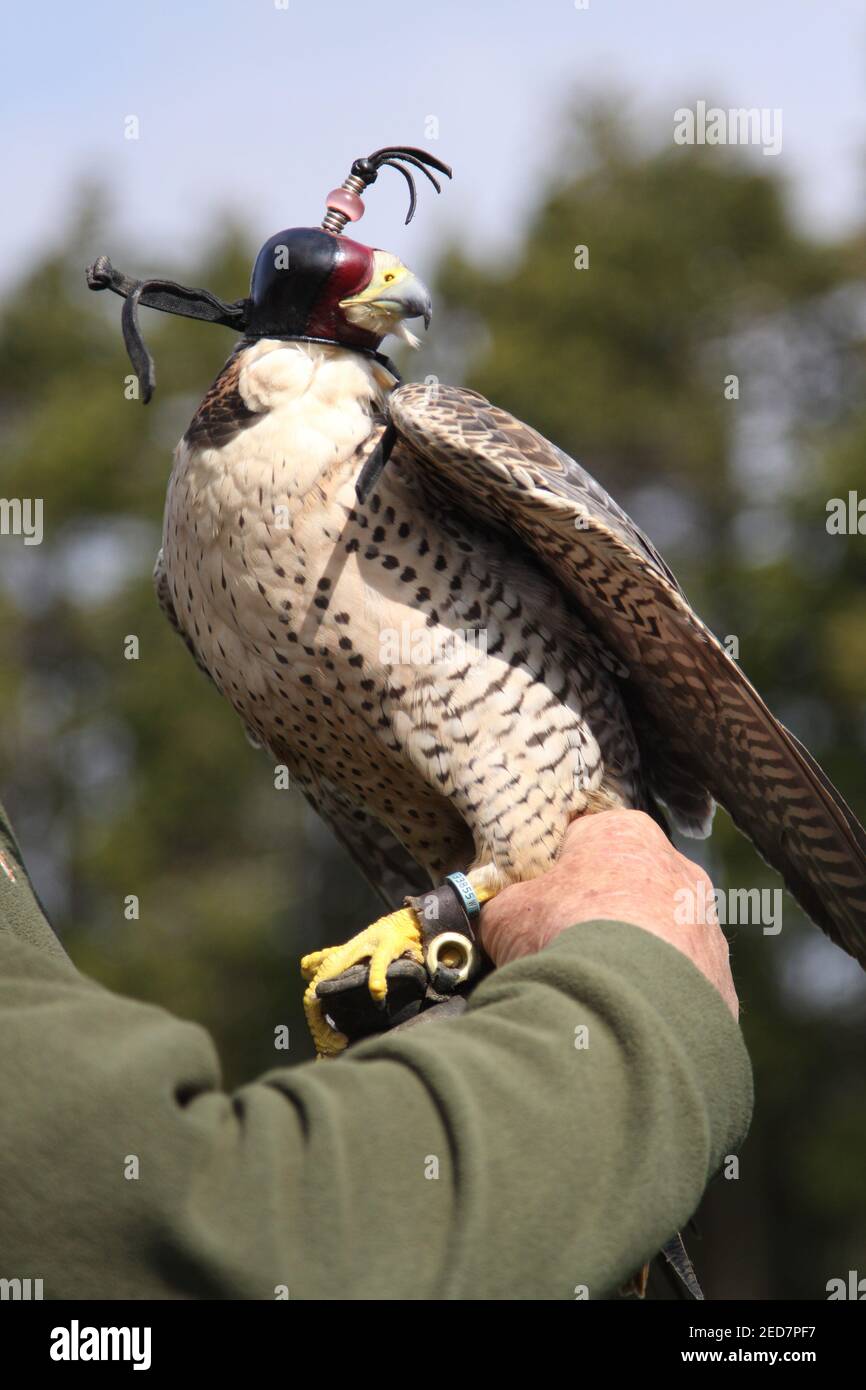 Lanner falcon in the UK Stock Photo - Alamy