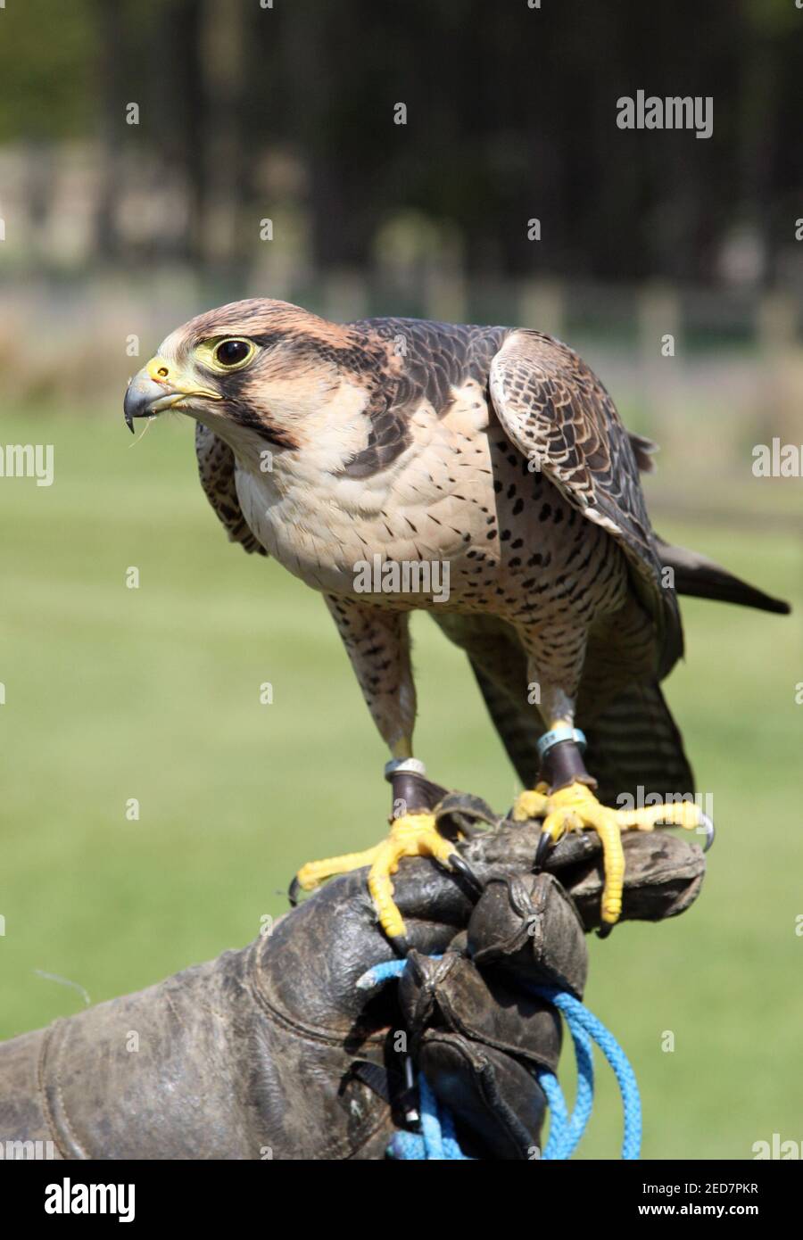 Lanner falcon in the UK Stock Photo - Alamy