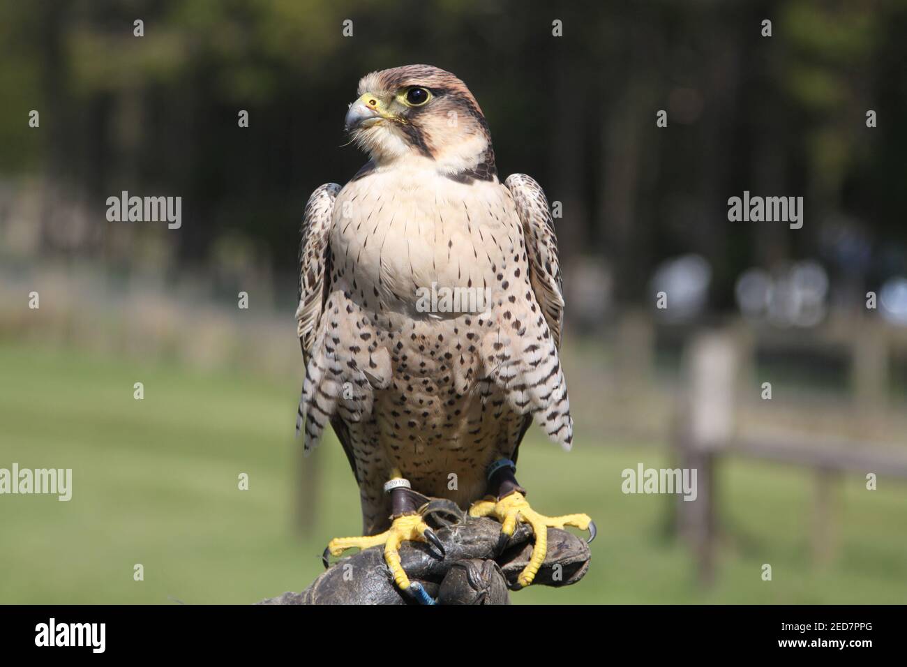 Lanner falcon in the UK Stock Photo - Alamy