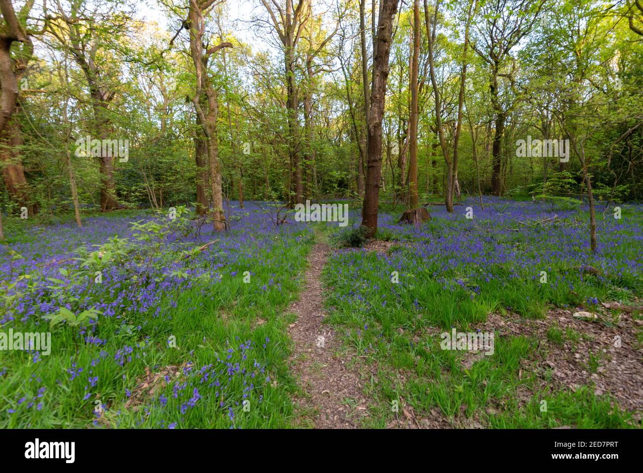Harebell blue flower hi-res stock photography and images - Alamy