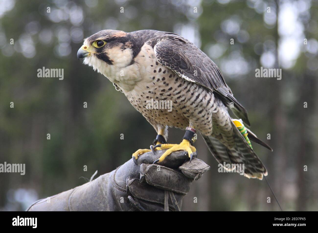 Lanner falcon in the UK Stock Photo - Alamy