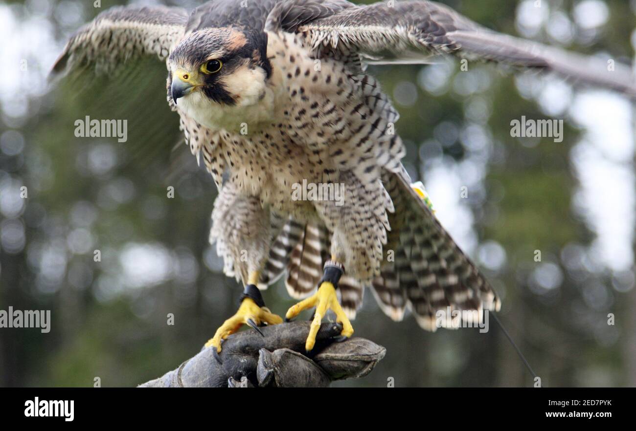 Lanner falcon in the UK Stock Photo - Alamy