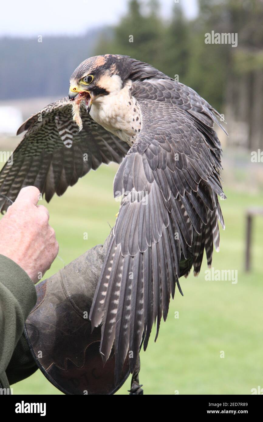 Falconry days experience hi-res stock photography and images - Alamy