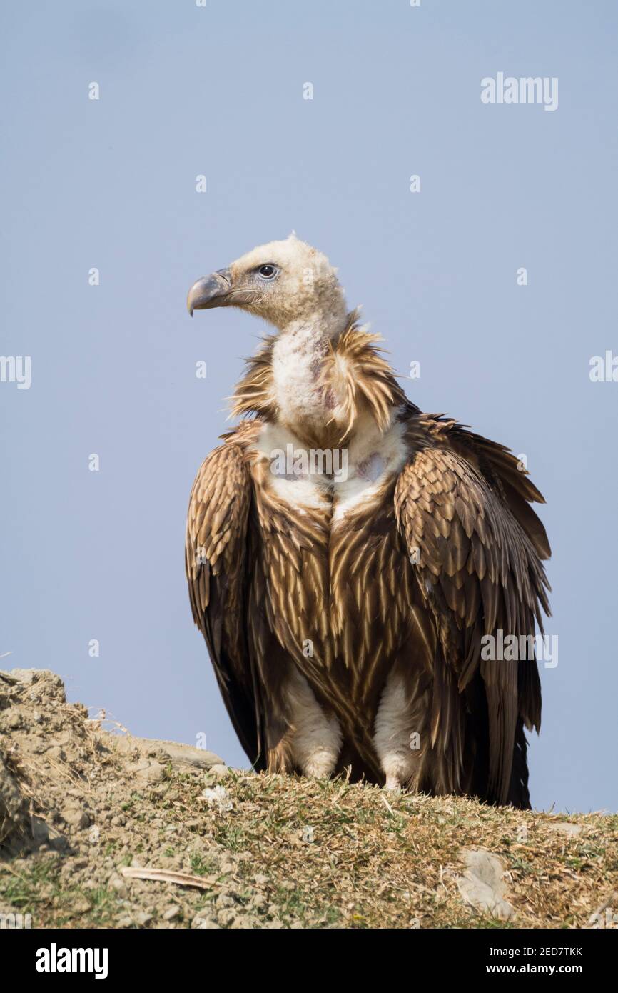 Gyps himalayensis hi-res stock photography and images - Alamy