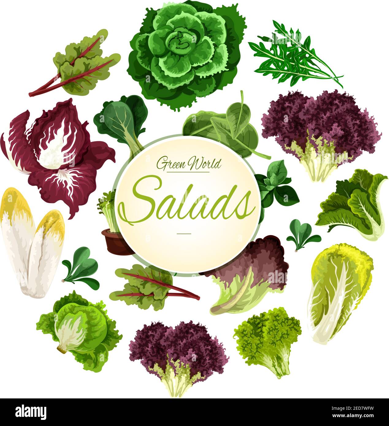 Leafy salads of lettuce vegetables lollo rossa and radicchio, chicory ...