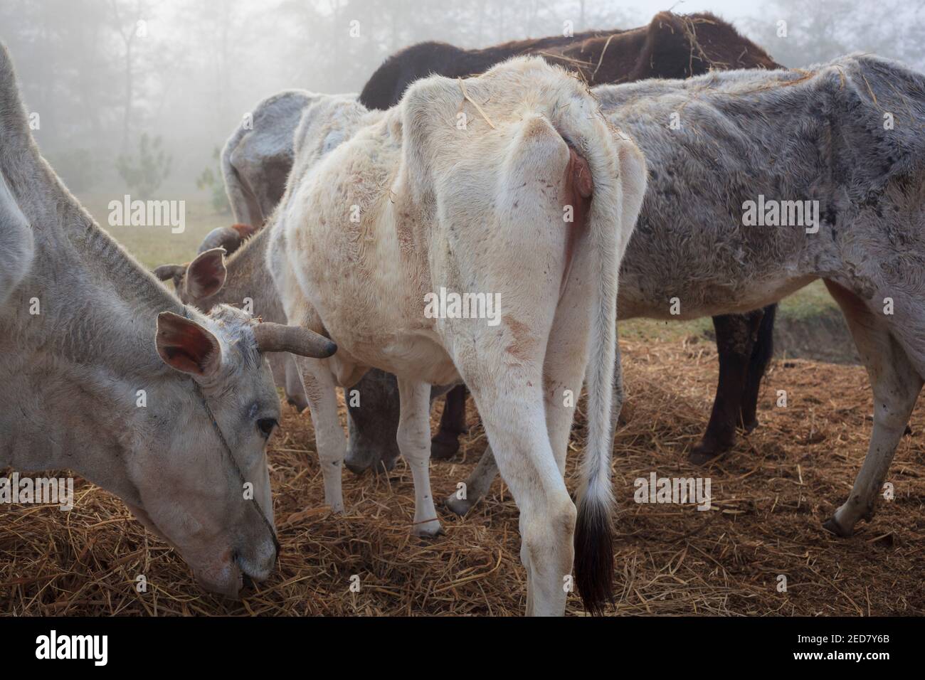 Old and unproductive livestock in a place where stay until they die ...