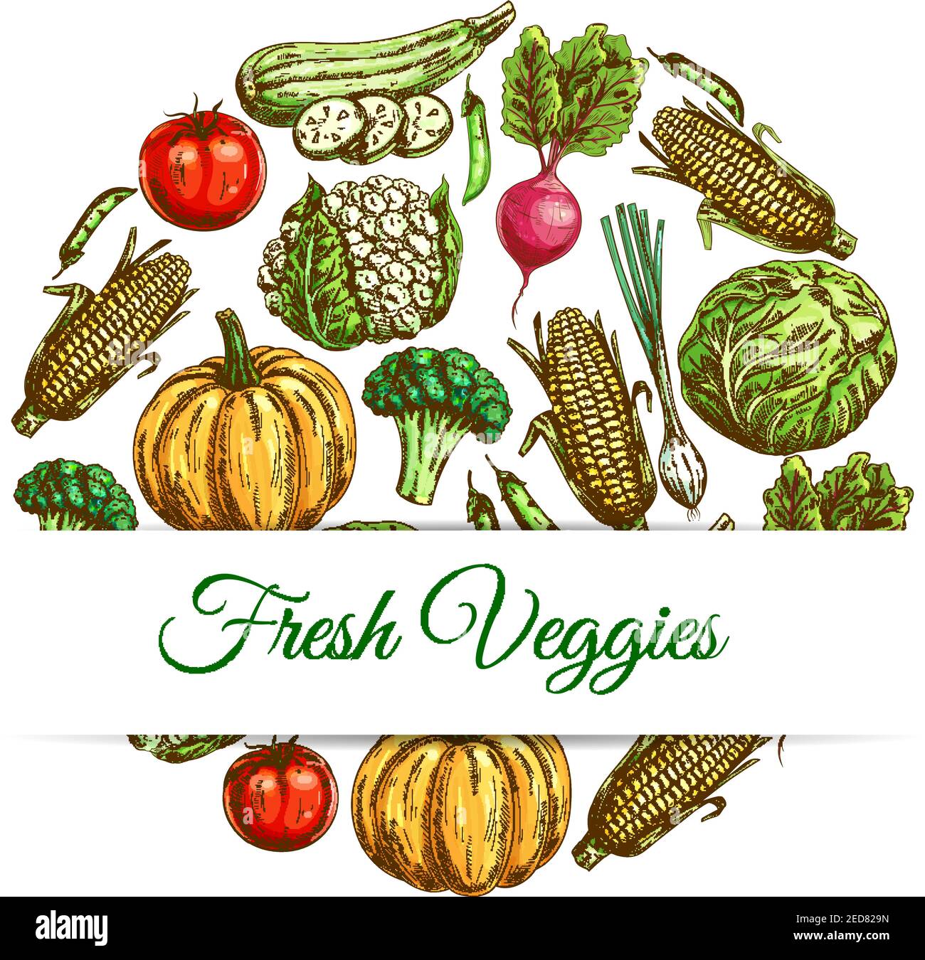 Veggies poster. Vector sketch vegetables harvest of farm fresh and ...