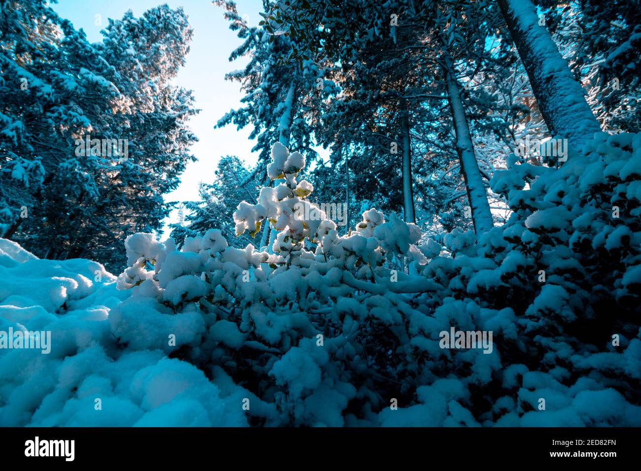 Snoyw pine trees and sunlight with clear sky. Winter background photo ...