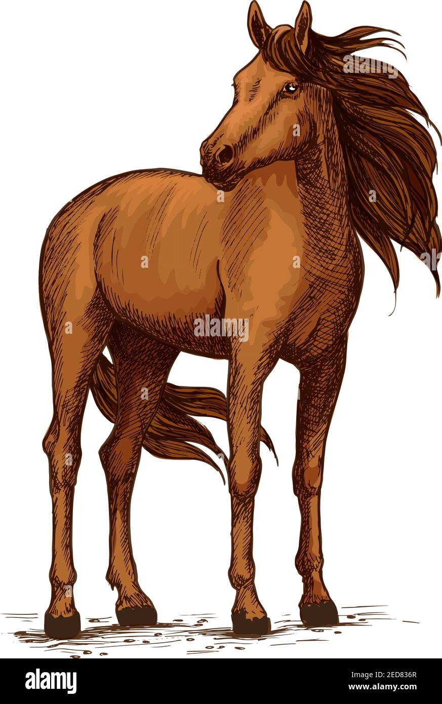 Stand of horse stallion or broodmare sketch. Mustang or domestic ...